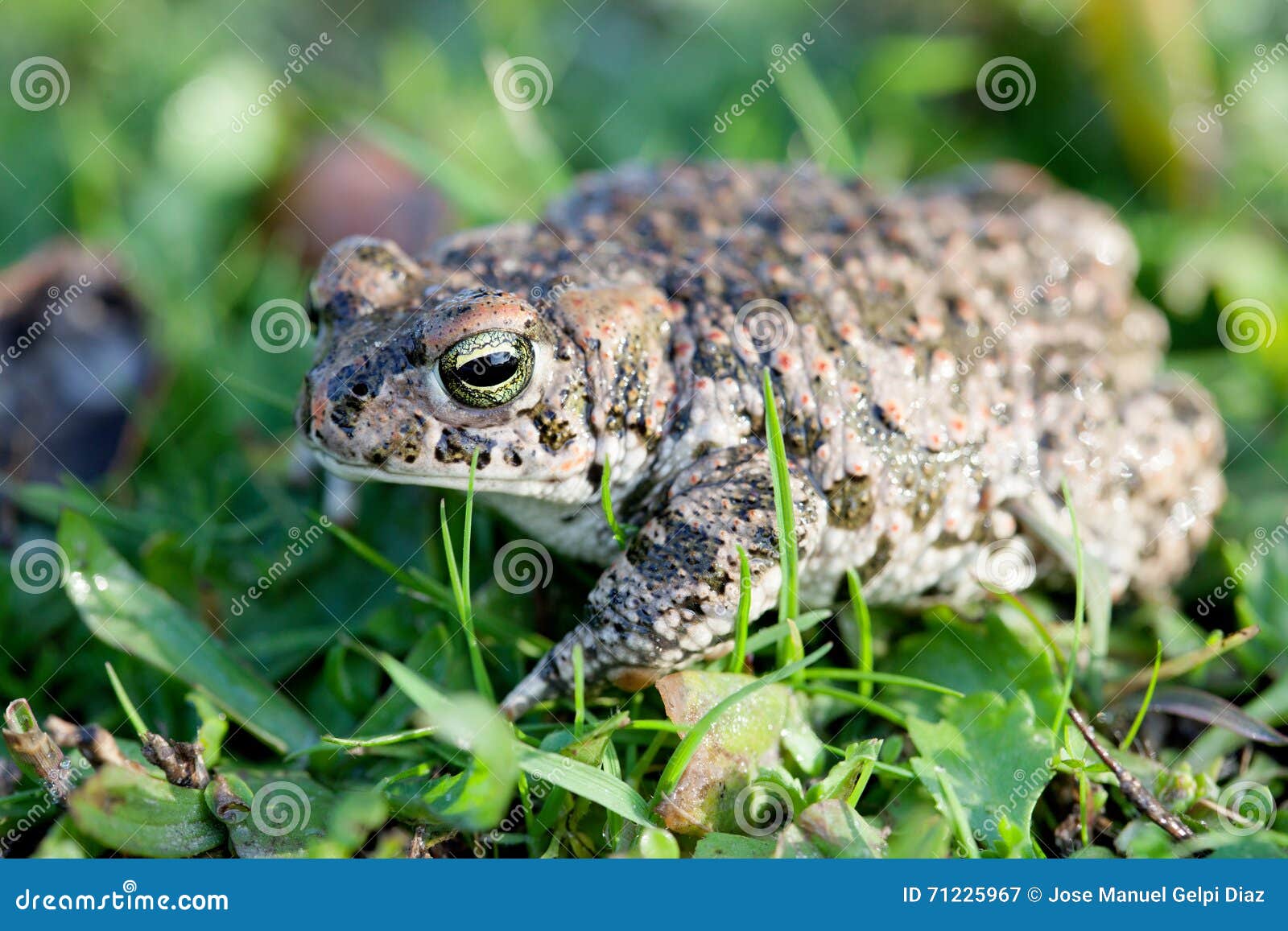 Frog With Bulging Green Eyes Royalty-Free Stock Photography ...