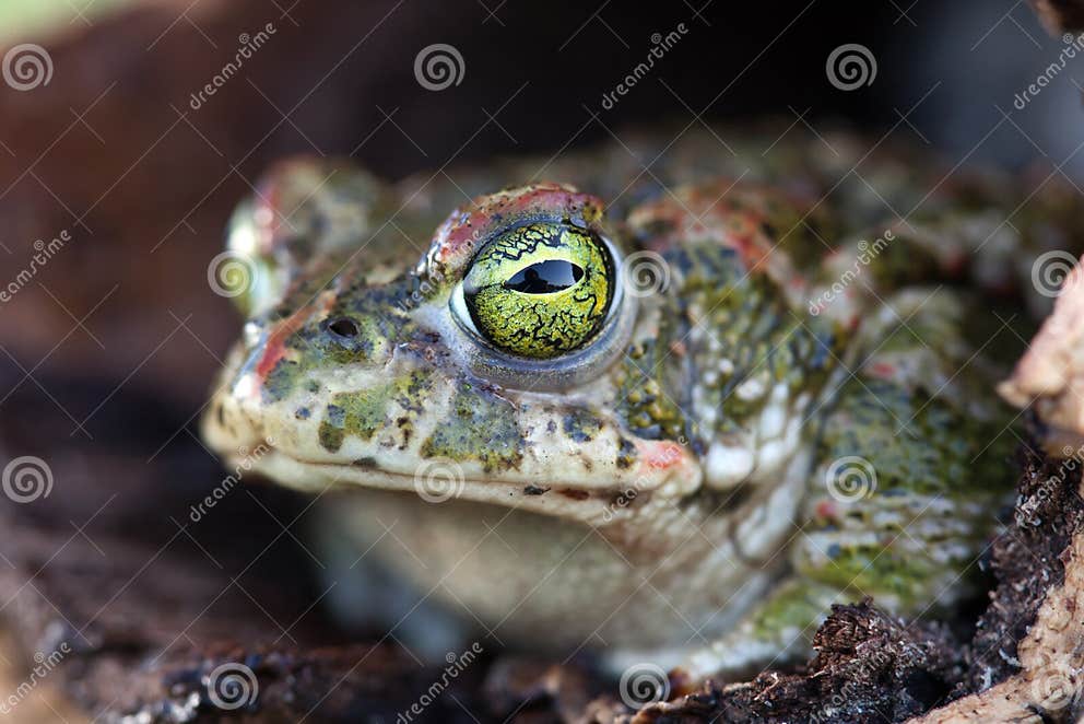 Frog with Bulging Green Eyes Stock Image - Image of bufo, looking: 71226175