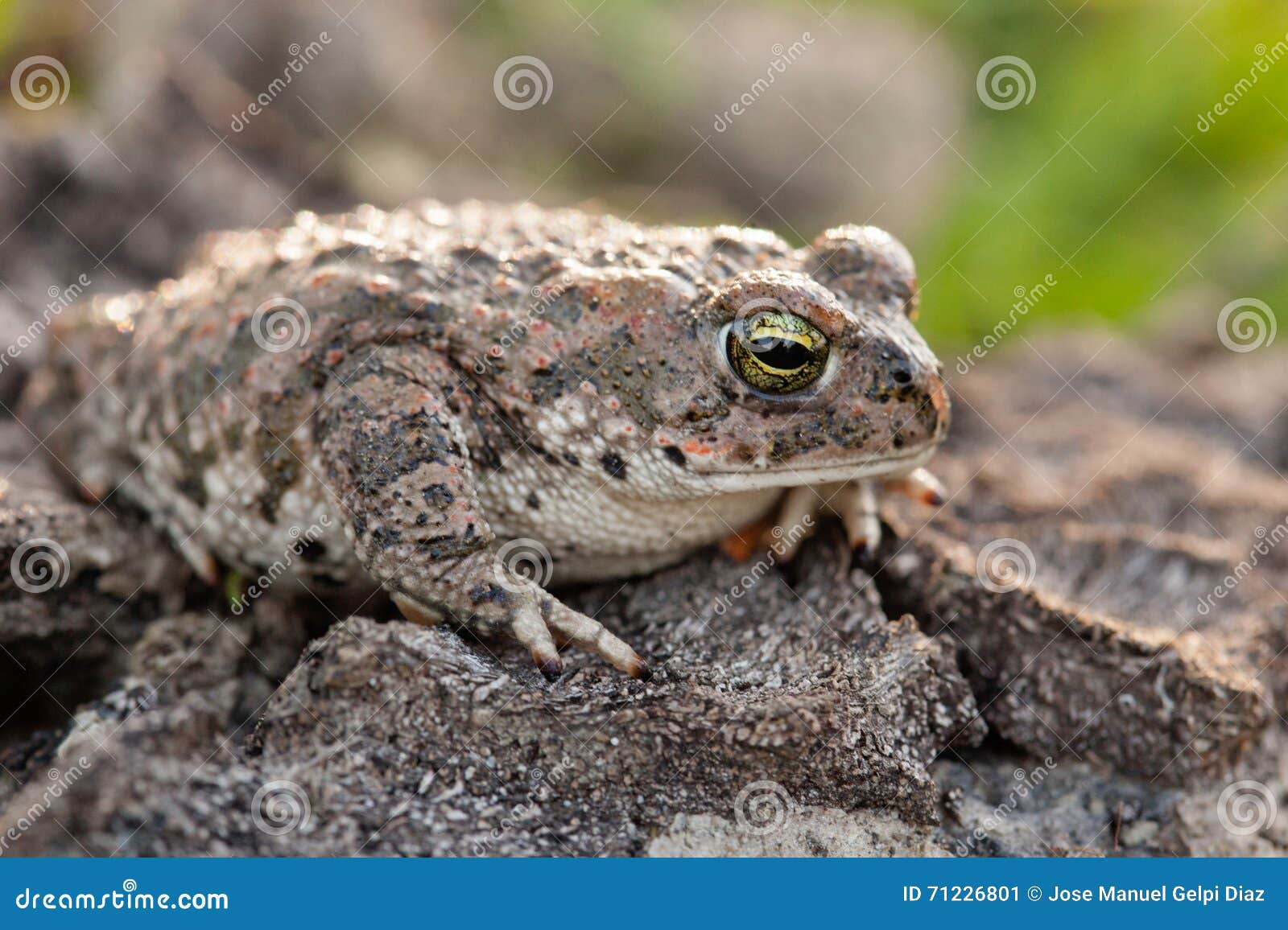Frog With Bulging Green Eyes Royalty-Free Stock Photography ...