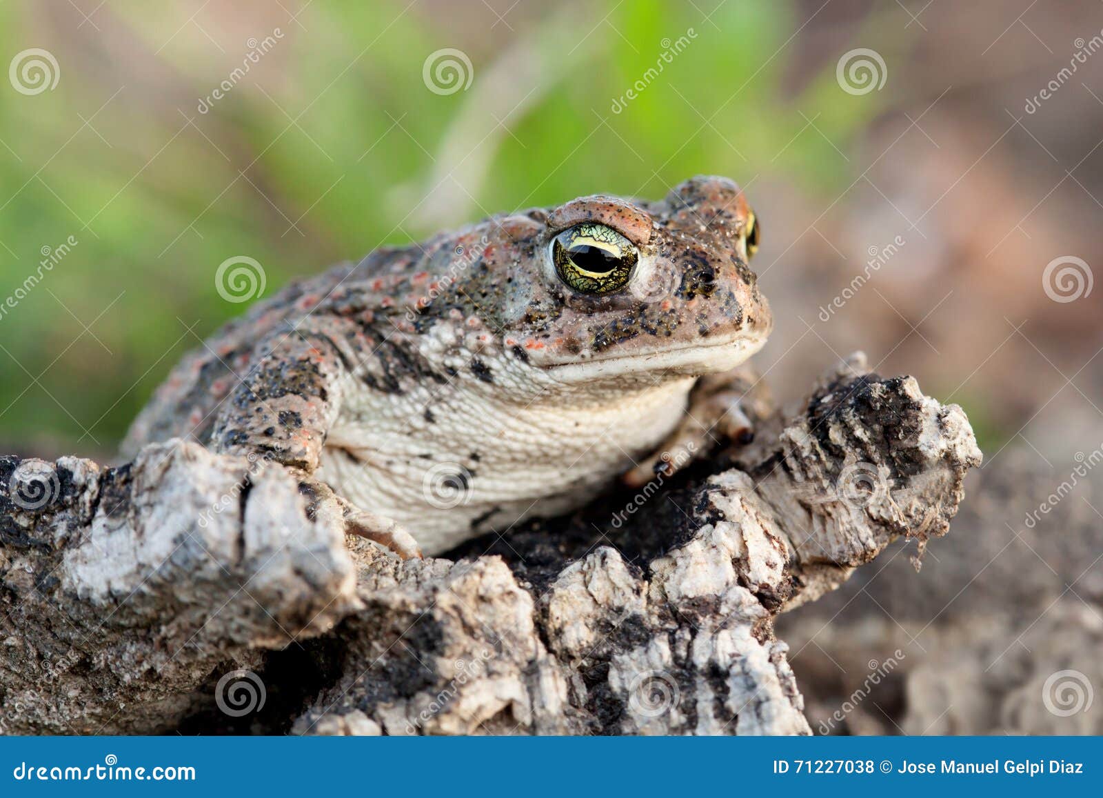 Frog With Bulging Green Eyes Royalty-Free Stock Photography ...