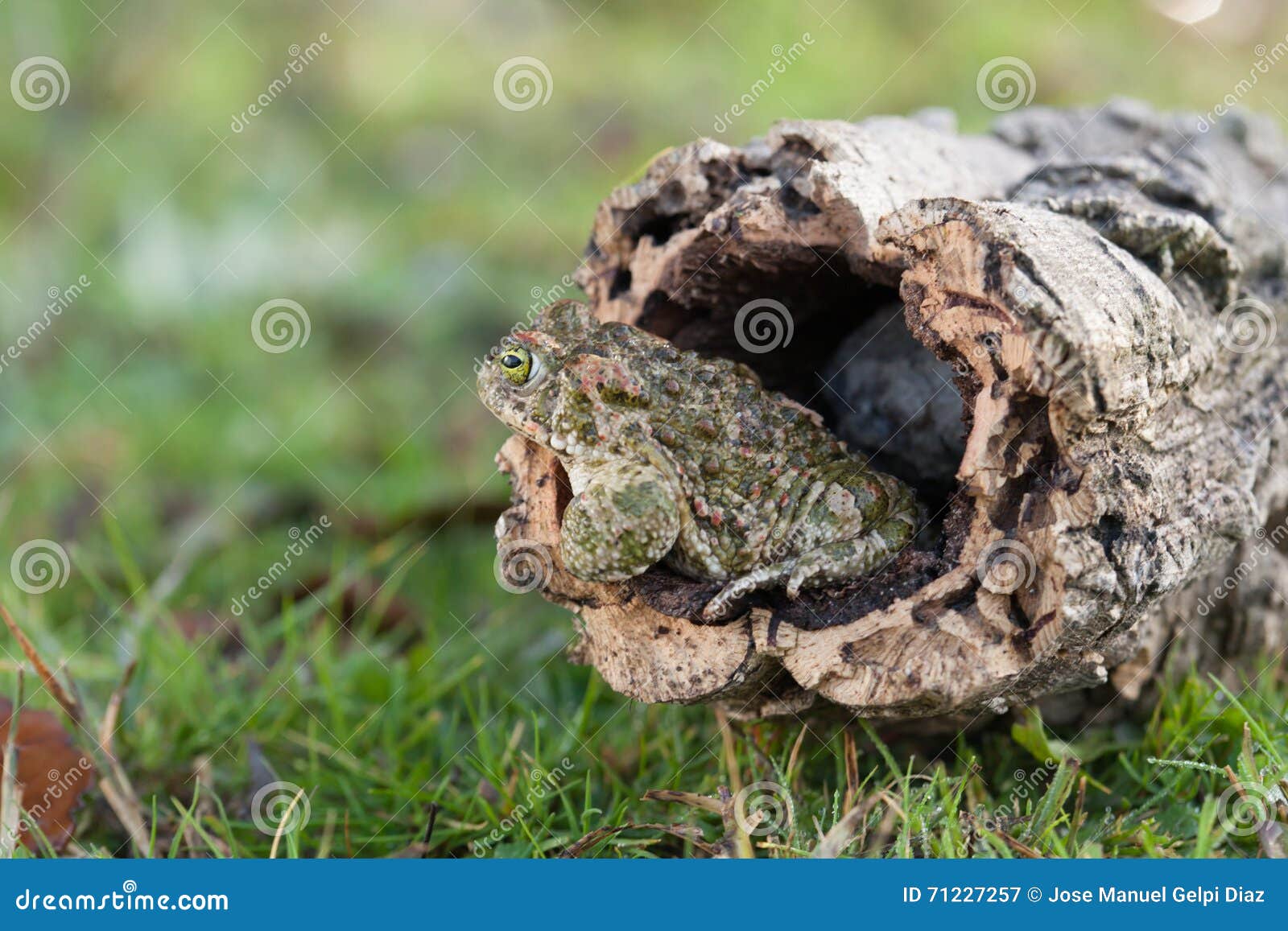 Frog With Bulging Green Eyes Royalty-Free Stock Photography ...