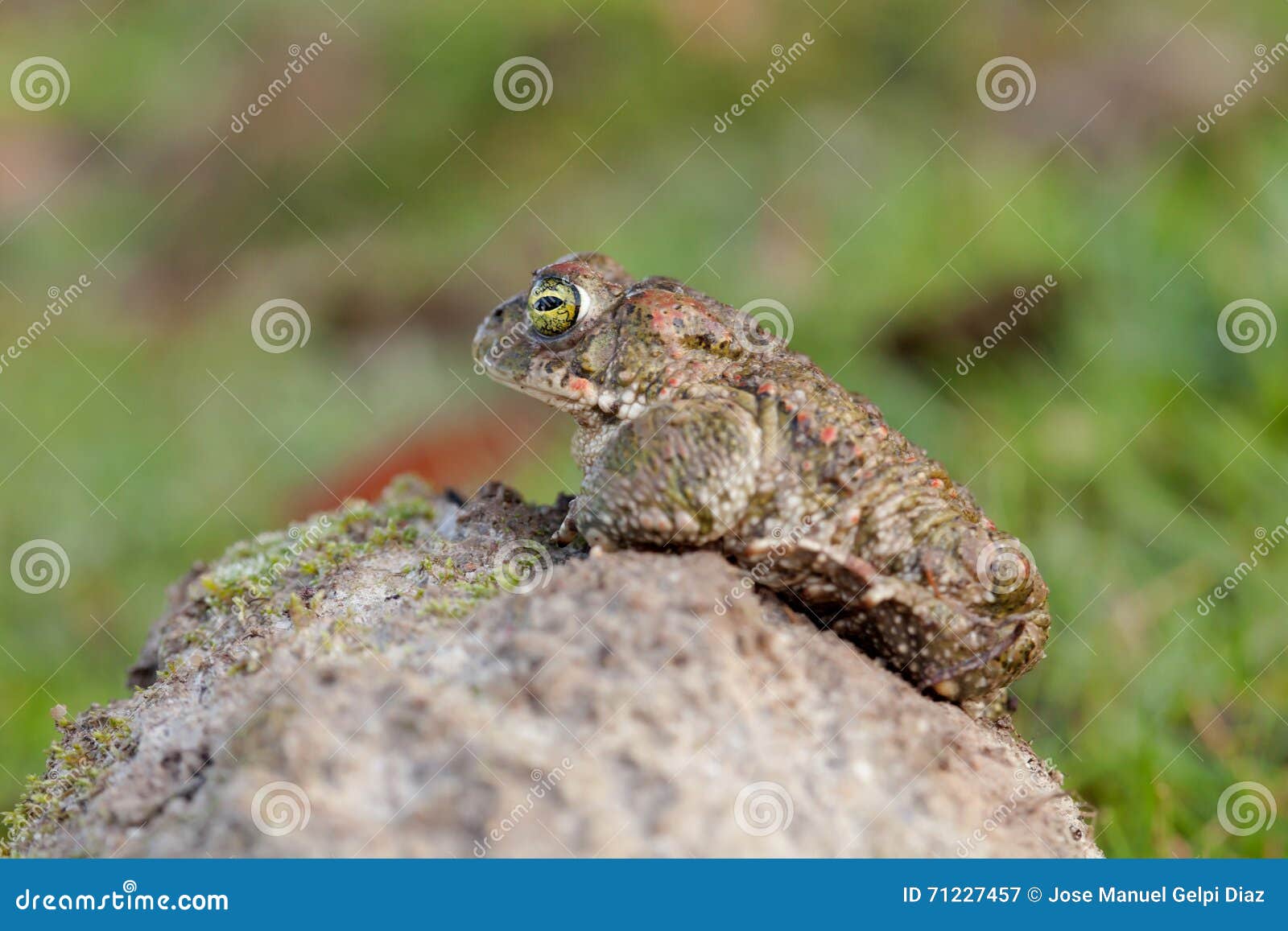Frog With Bulging Green Eyes Royalty-Free Stock Photography ...