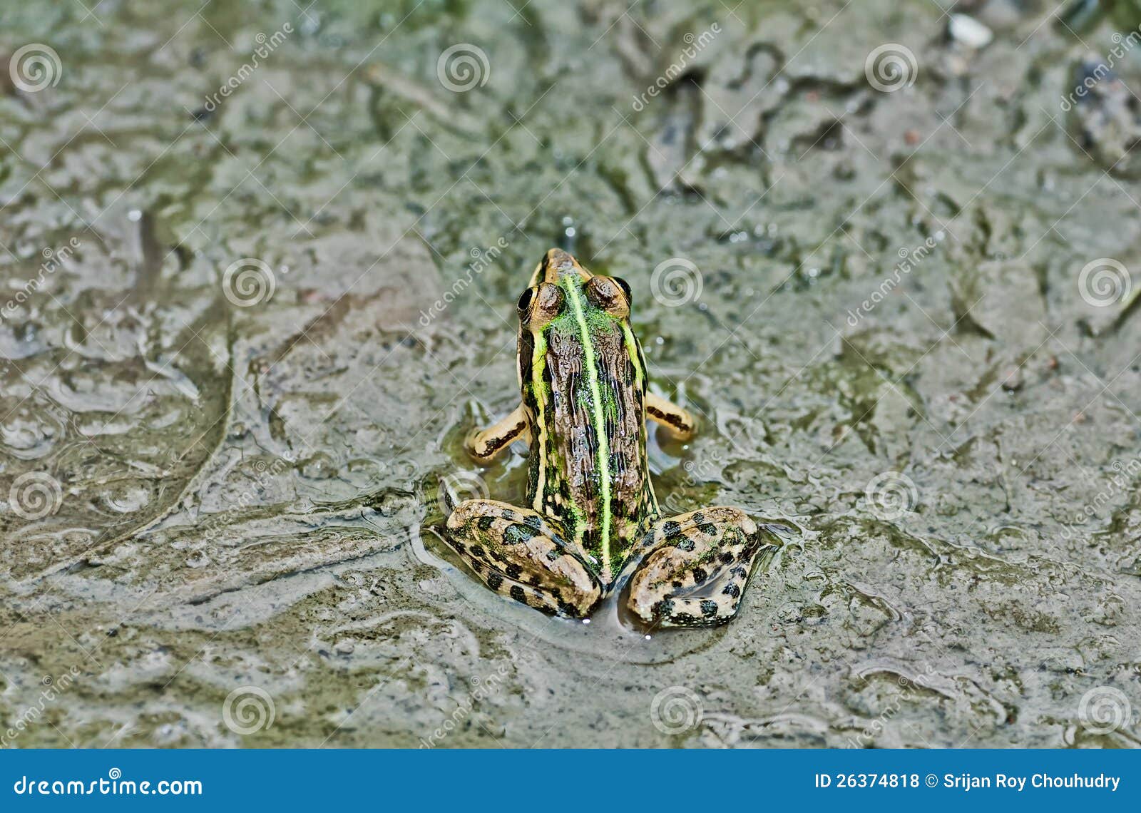 Frog Bullfrog Mud Puddle Algae Close Up Copy Space Stock Photo - Image ...