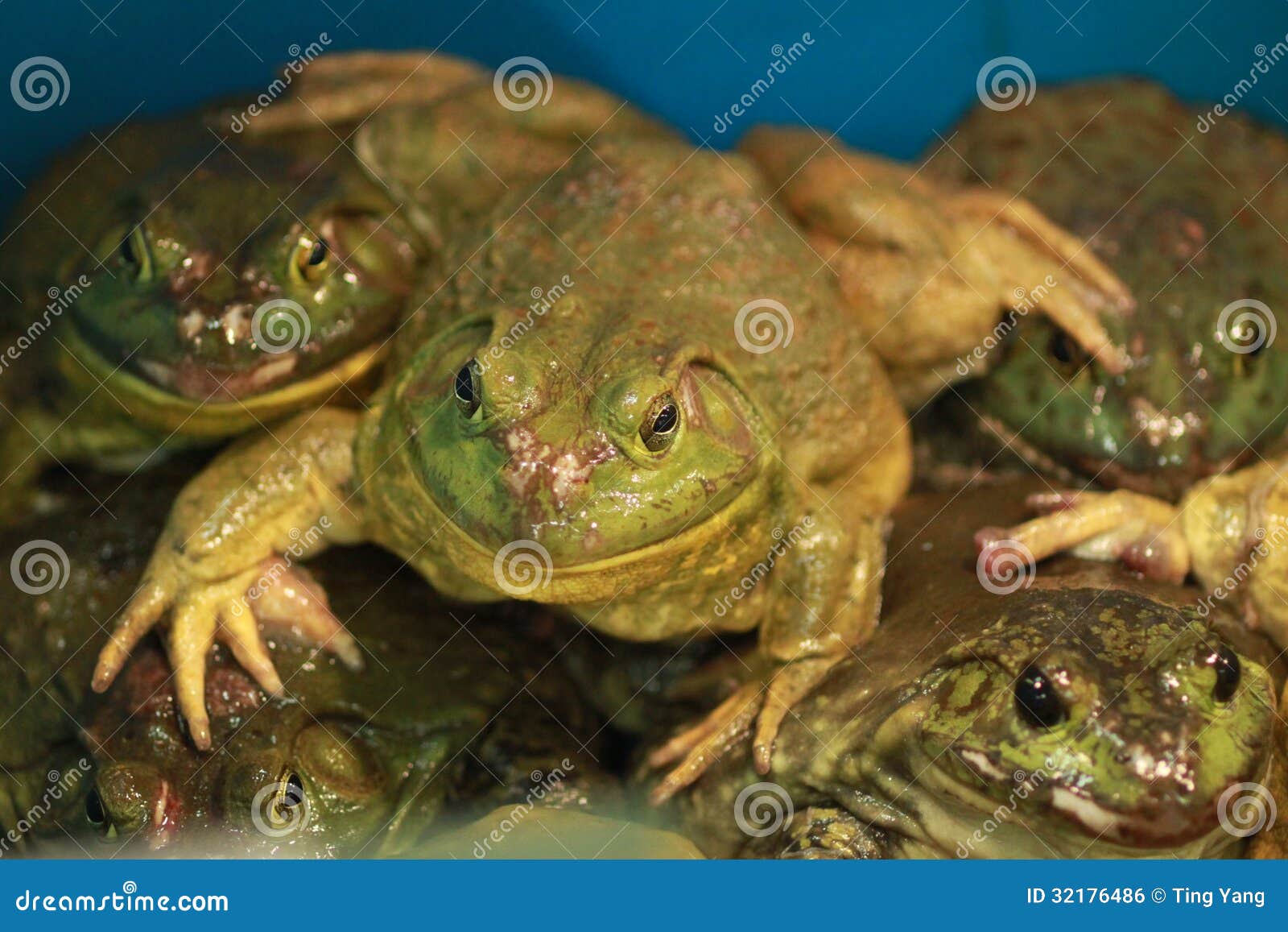 Frog stock photo. Image of food, animals, cooking, amphibians - 32176486