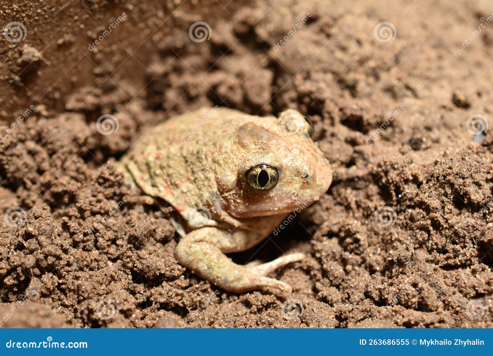 The Frog Burrows into the Ground. Stock Image - Image of closeup ...