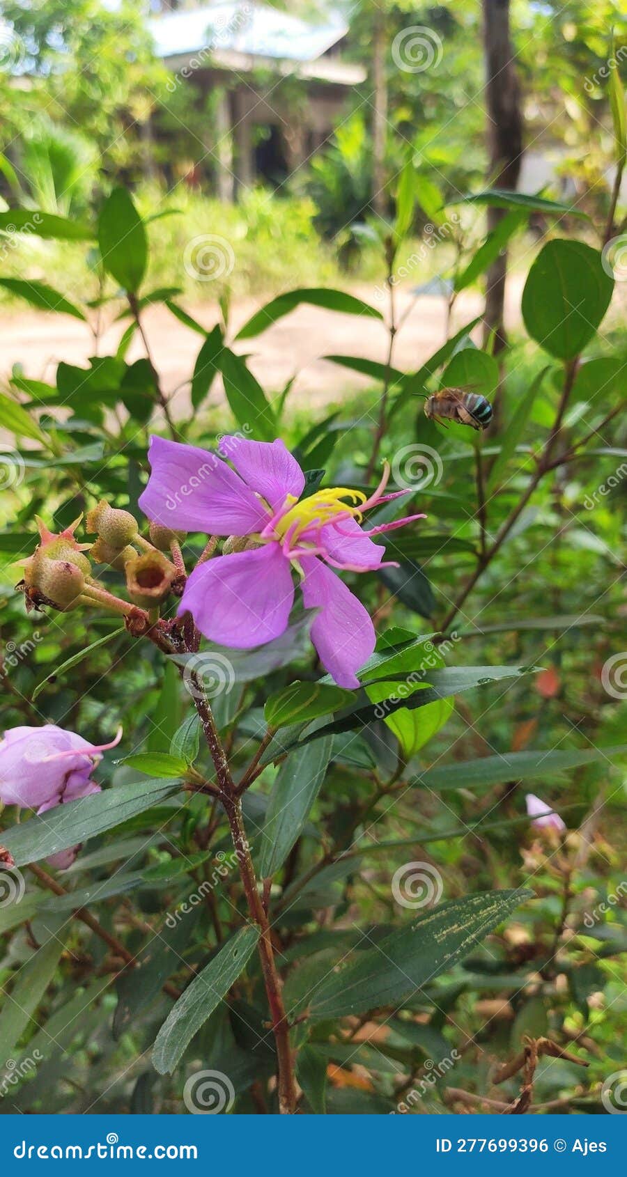 Frog we Call it the Frog Flower Stock Photo - Image of frog, fruit ...
