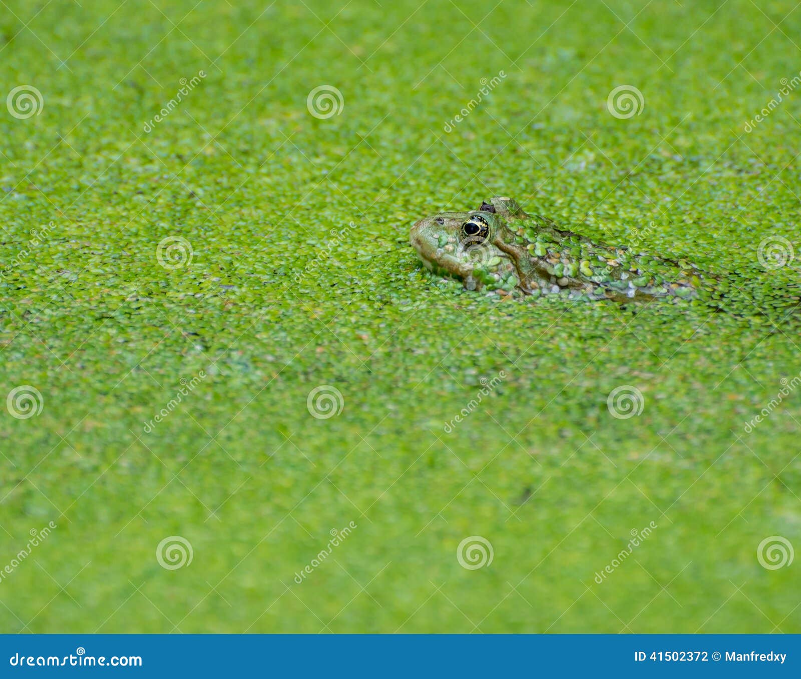 Frog Camouflage In Leaf Stock Photography | CartoonDealer.com #148451198