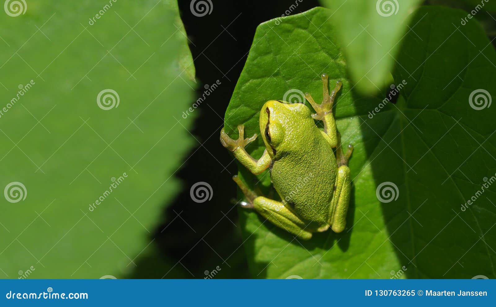 Frog in camouflage stock image. Image of green, sitting - 130763265
