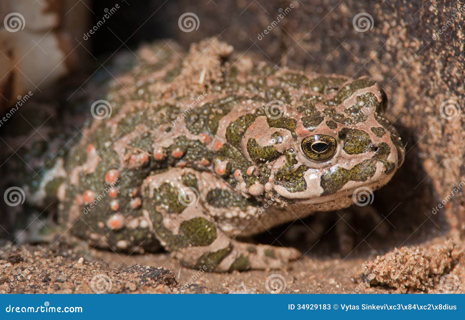 Frog Camouflage Stock Photos - Image: 34929183