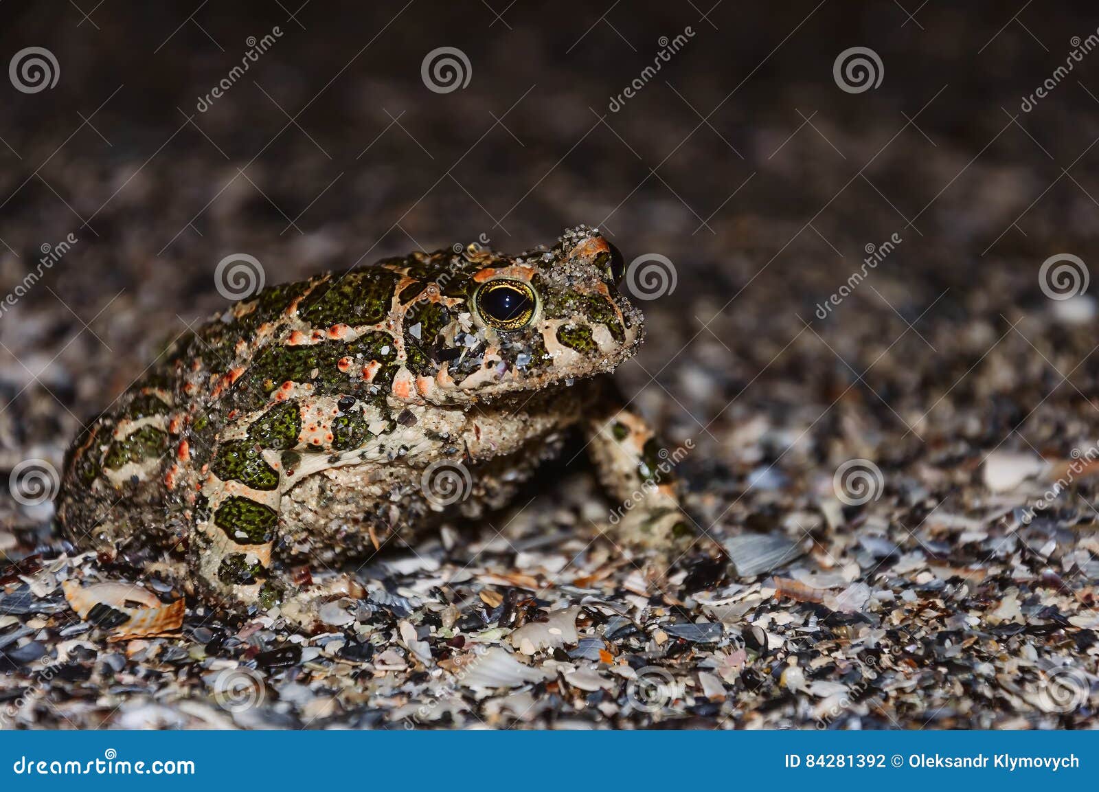 Frog Camouflage In Leaf Stock Photography | CartoonDealer.com #148451198