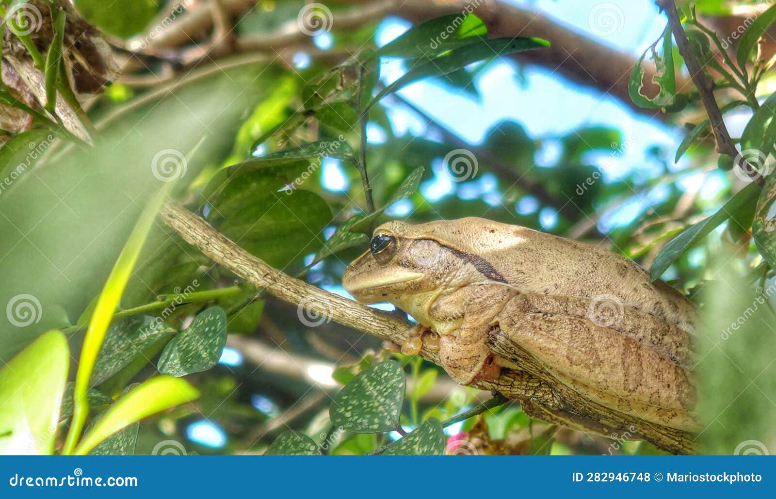 A Frog Captured Hiding on a Tree, Waiting in Vain Stock Photo - Image ...