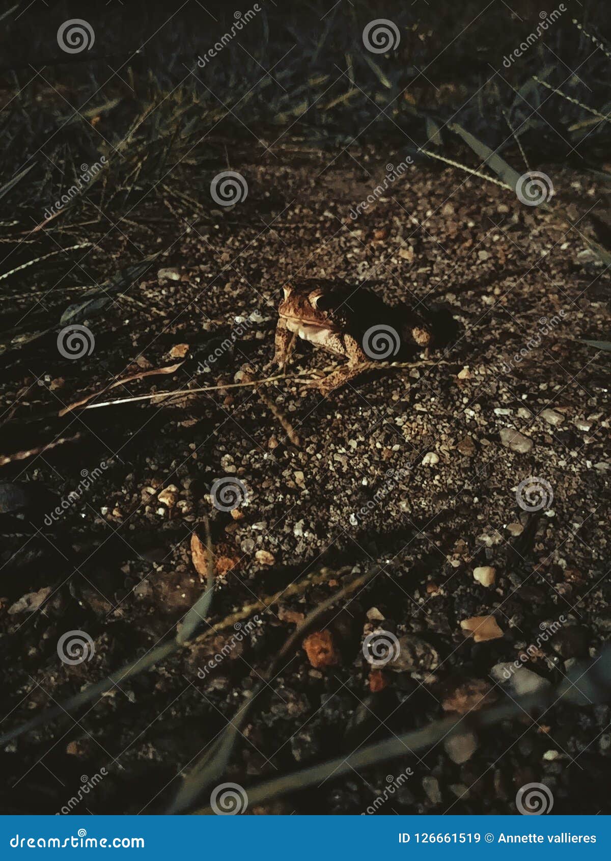 Frog Catching Fly With Tongue Royalty-Free Stock Photography ...