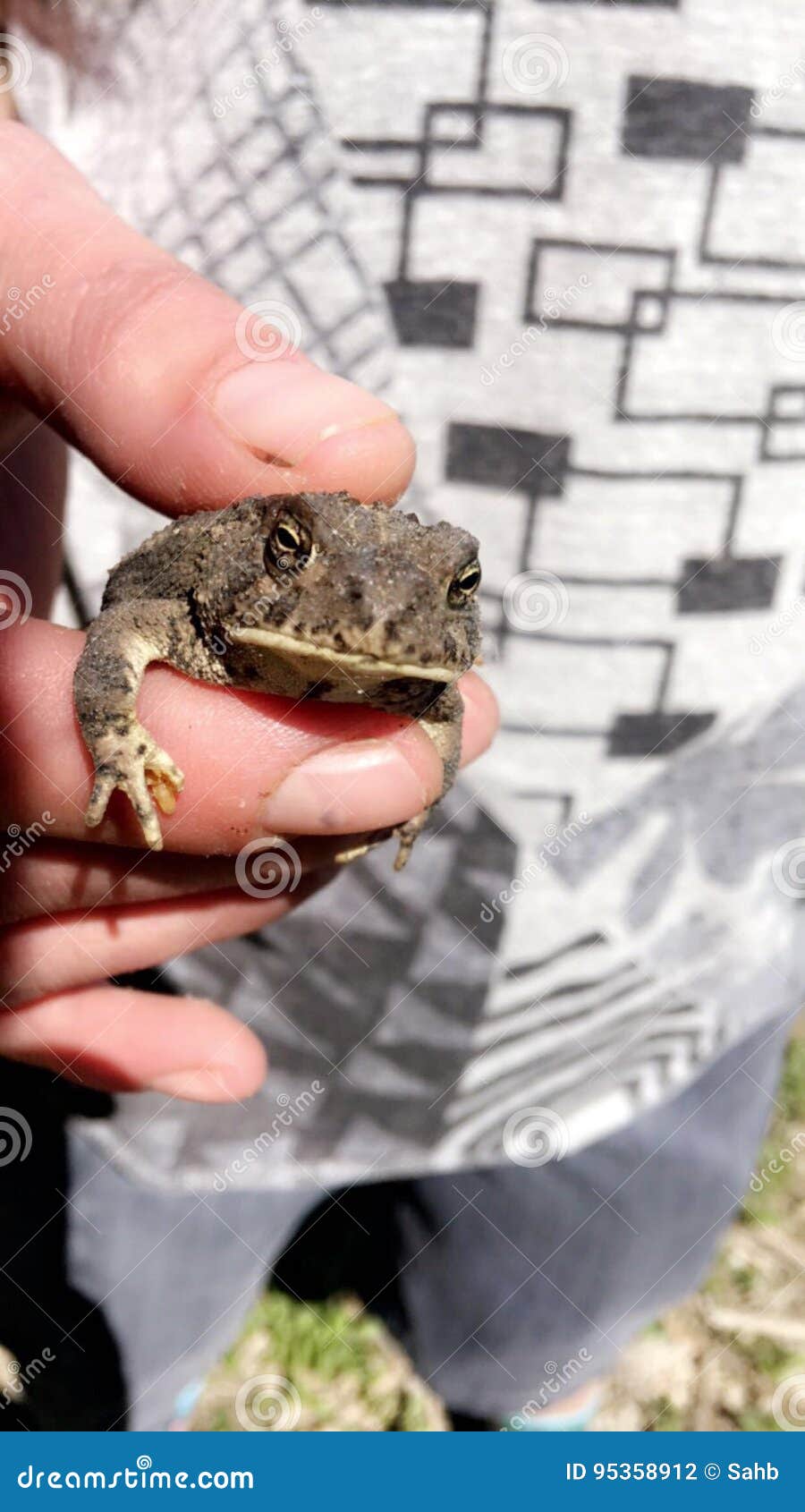 Frog Catching Fly With Tongue Royalty-Free Stock Photography ...