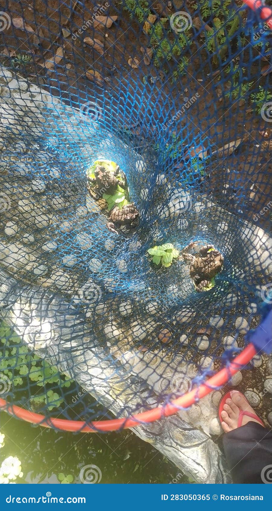 Frog caught in the net stock image. Image of water, green - 283050365