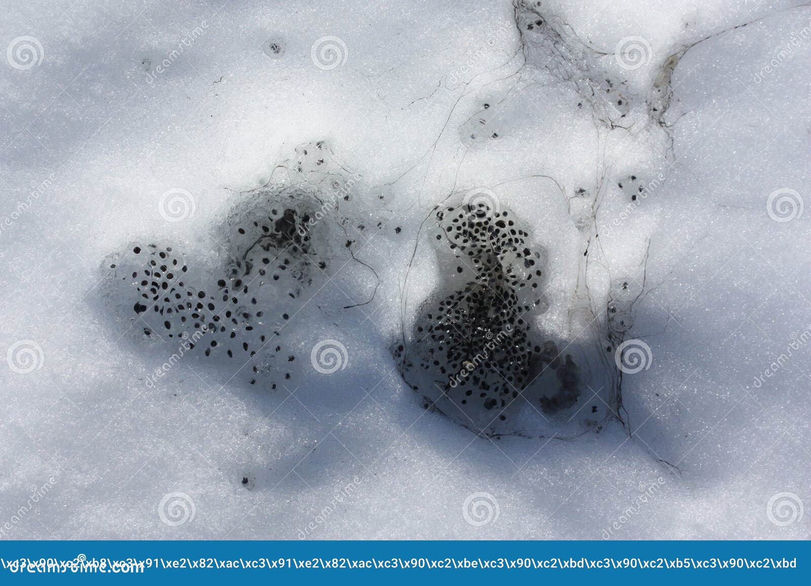 Frog caviar in the snow. stock photo. Image of caviar - 118864946