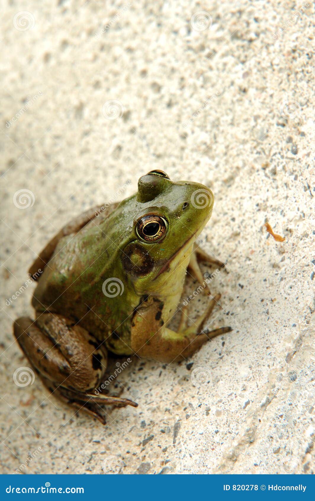 Frog on cement stock photo. Image of green, nature, brown - 820278