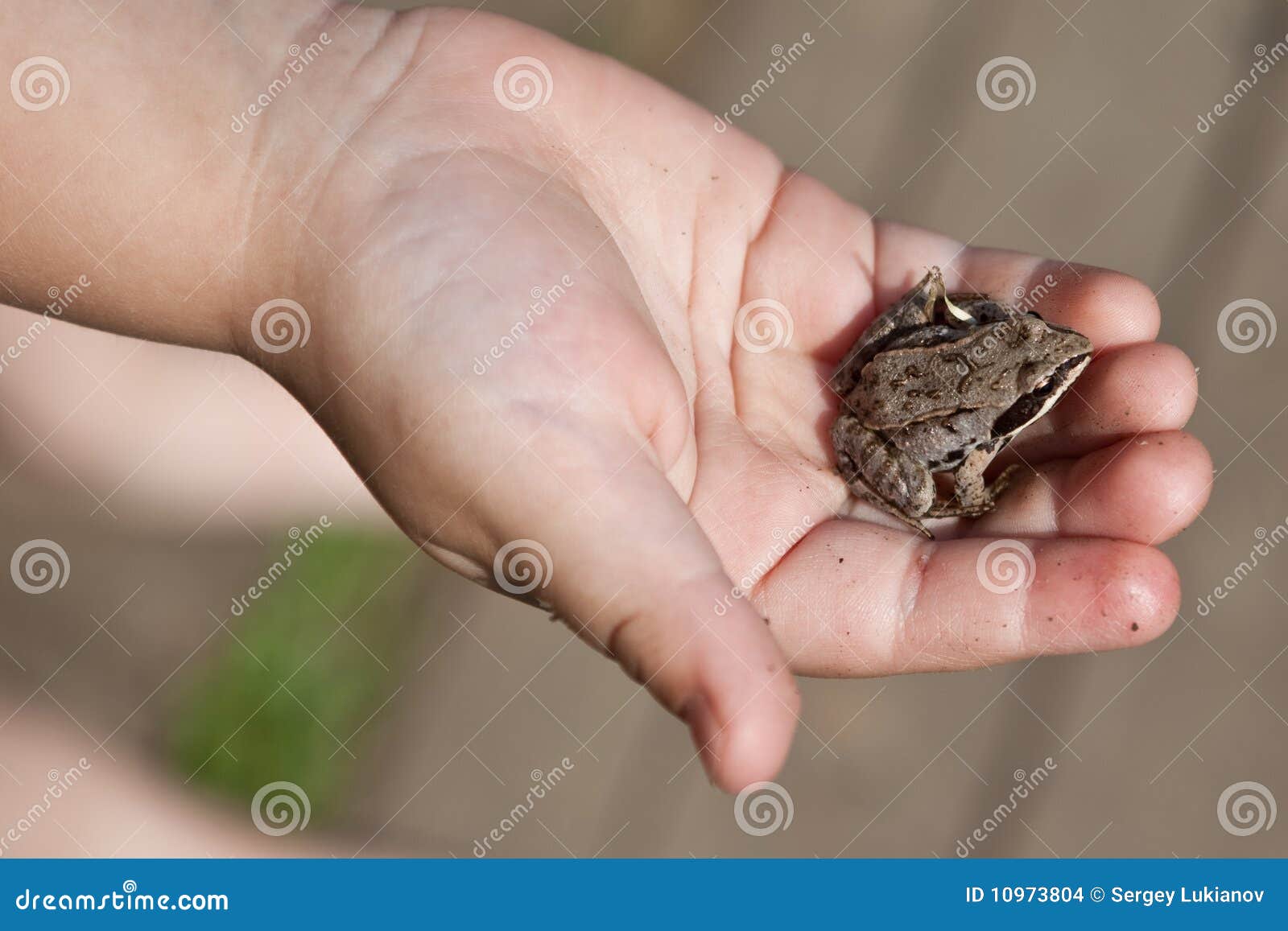 Frog in child hand stock photo. Image of anuran, frog - 10973804