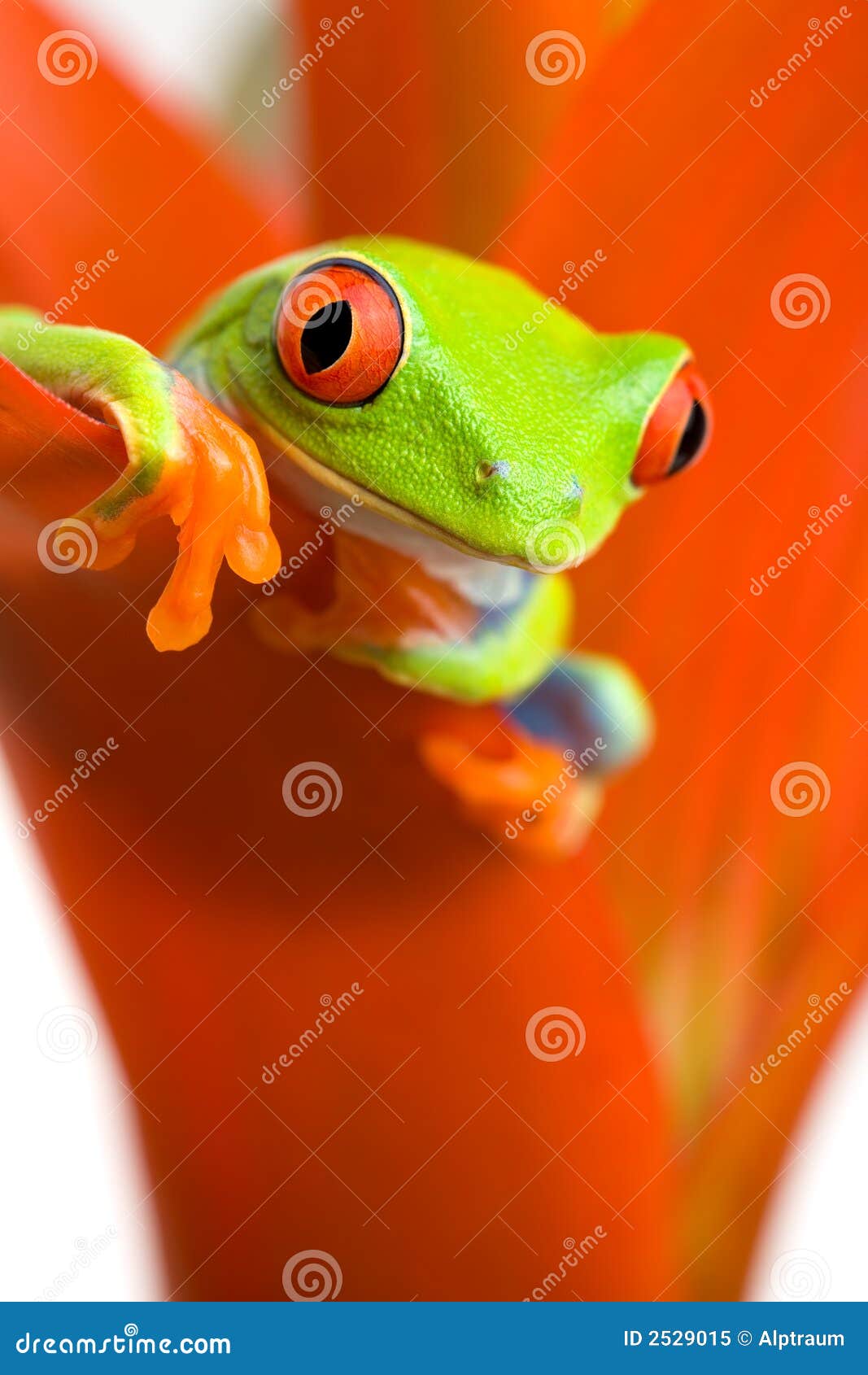 Frog chilling on plant stock image. Image of eyed, green - 2529015