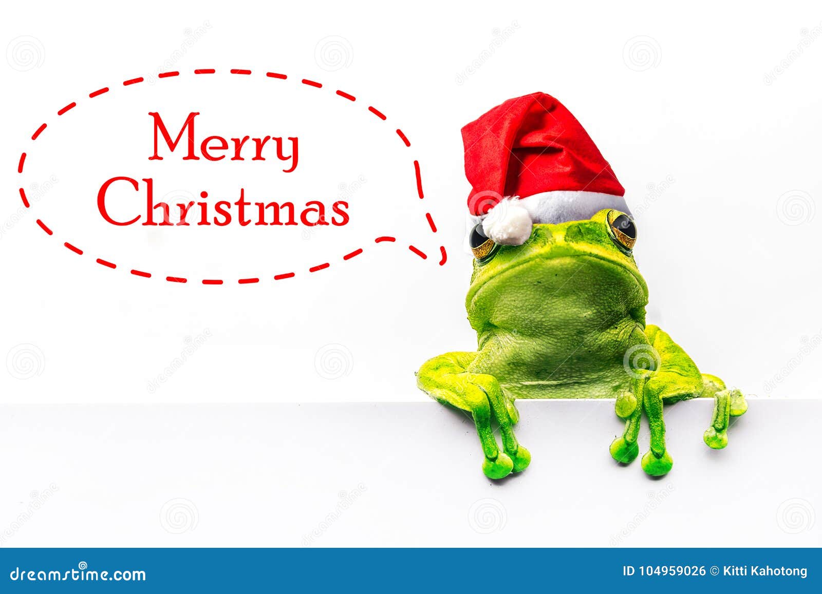 Frog with Christmas Hat Isolated on White Background Stock Photo ...
