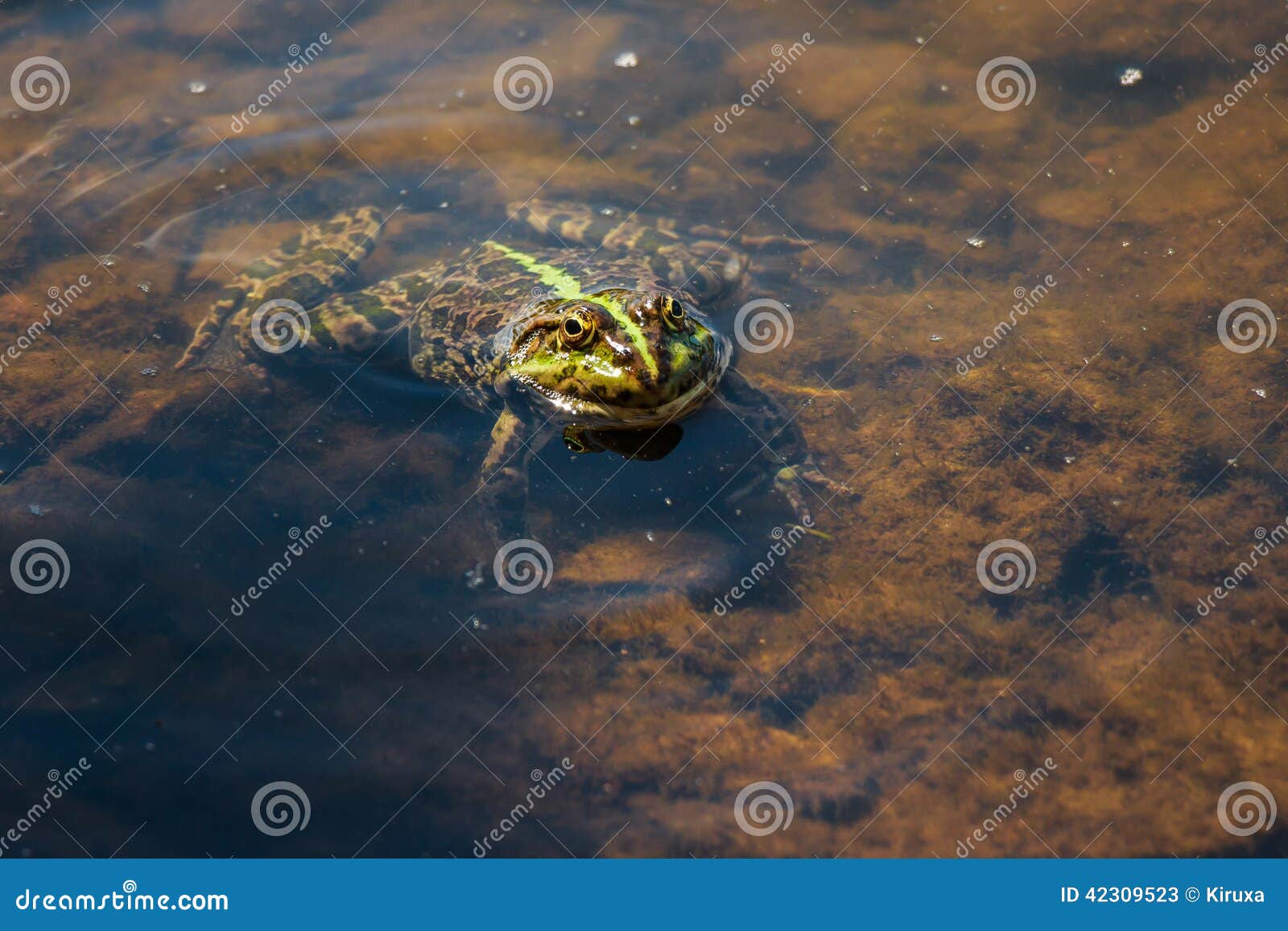 Frog in a clean pond stock image. Image of river, tropical - 42309523