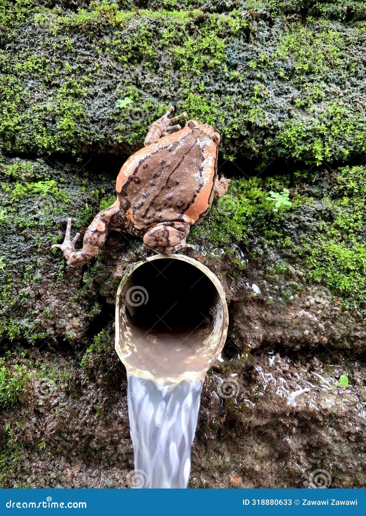 Frog climbin wall stock image. Image of climbing, frog - 318880633