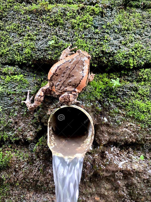 Frog climbin wall stock image. Image of climbing, frog - 318880633