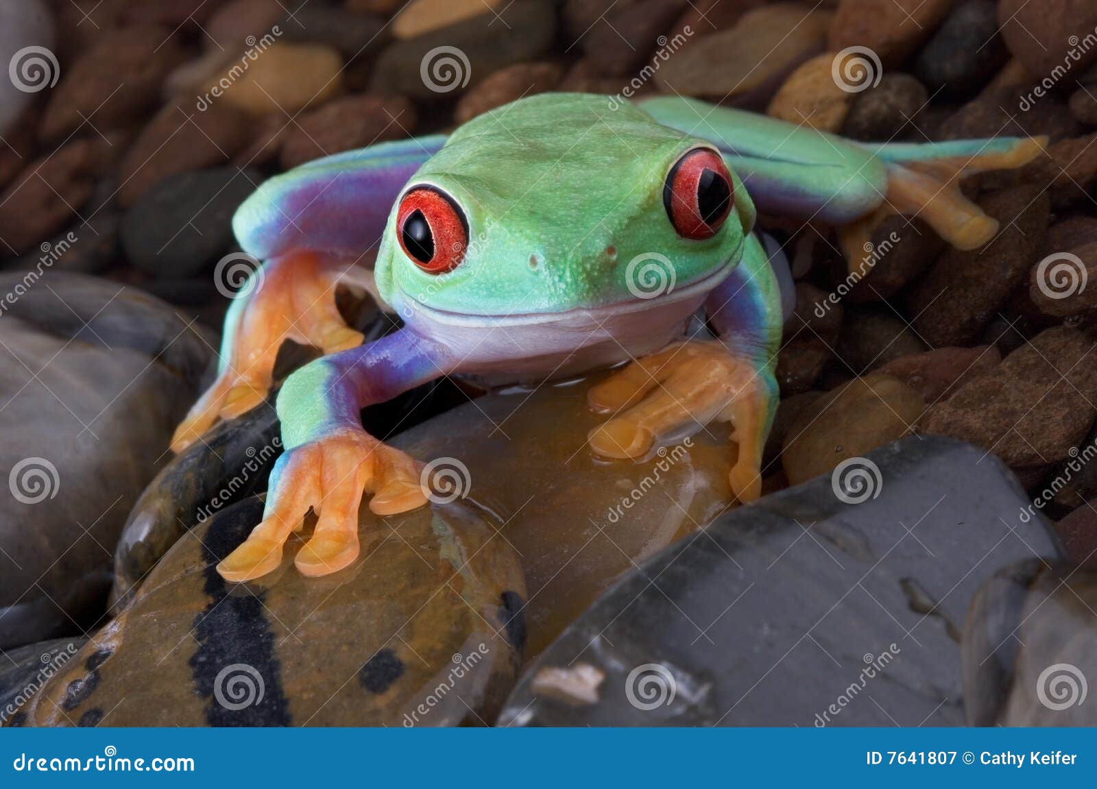 Frog Climbing Over Wet Rocks Stock Image - Image of rocks, pond: 7641807