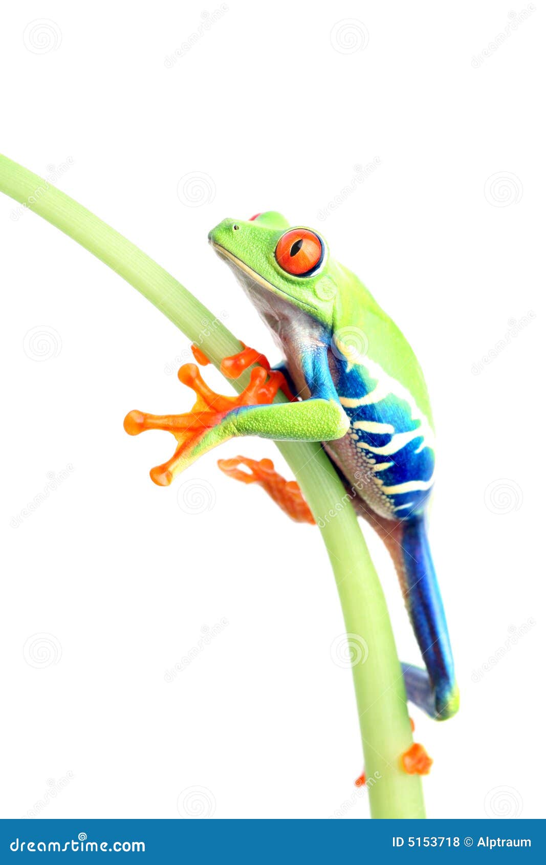 Frog Climbing Plant Isolated on White Stock Photo - Image of closeup ...