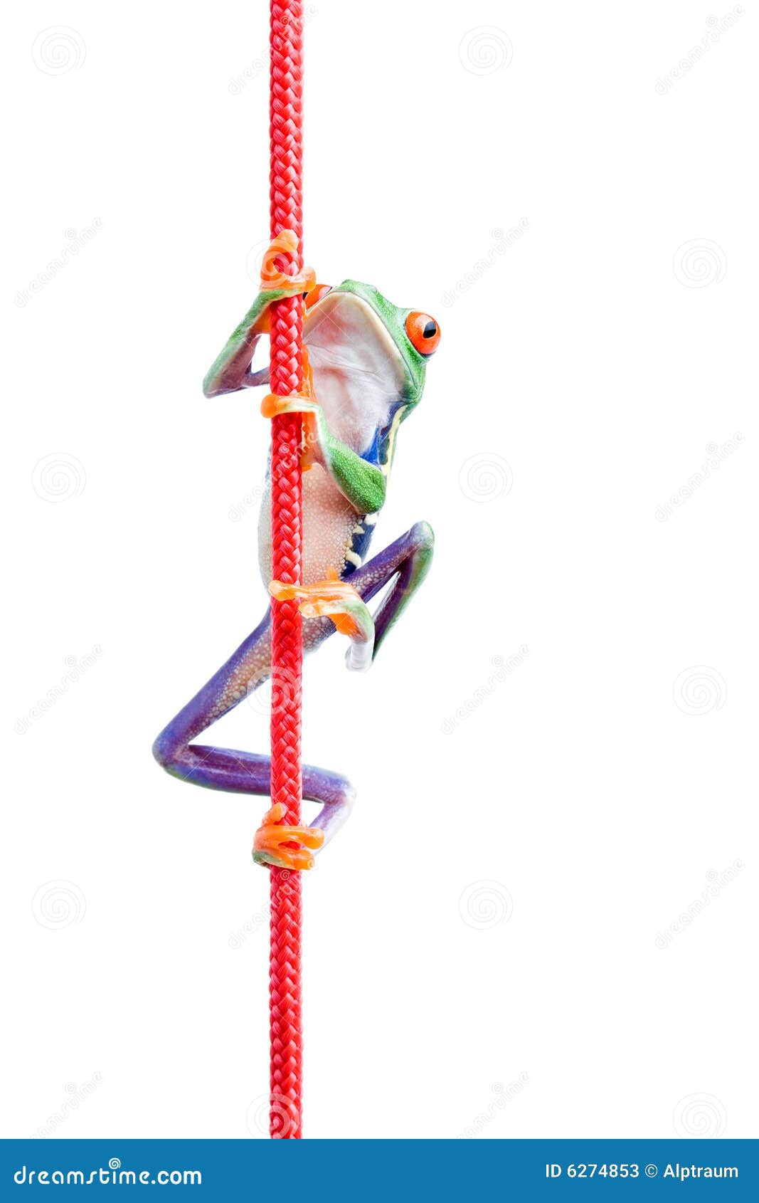 Frog Climbing Rope Isolated Stock Image - Image of eyed, orange: 6274853