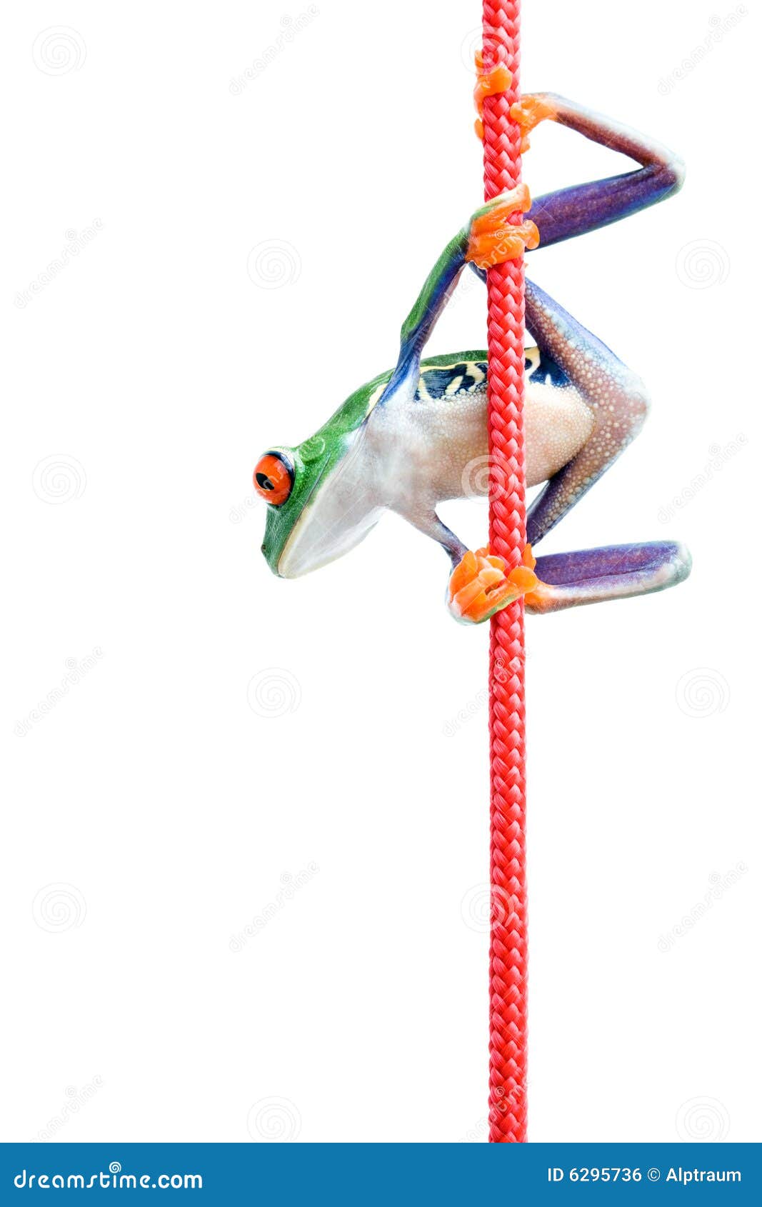 Frog Climbing Rope Isolated on White Stock Photo - Image of clambering ...
