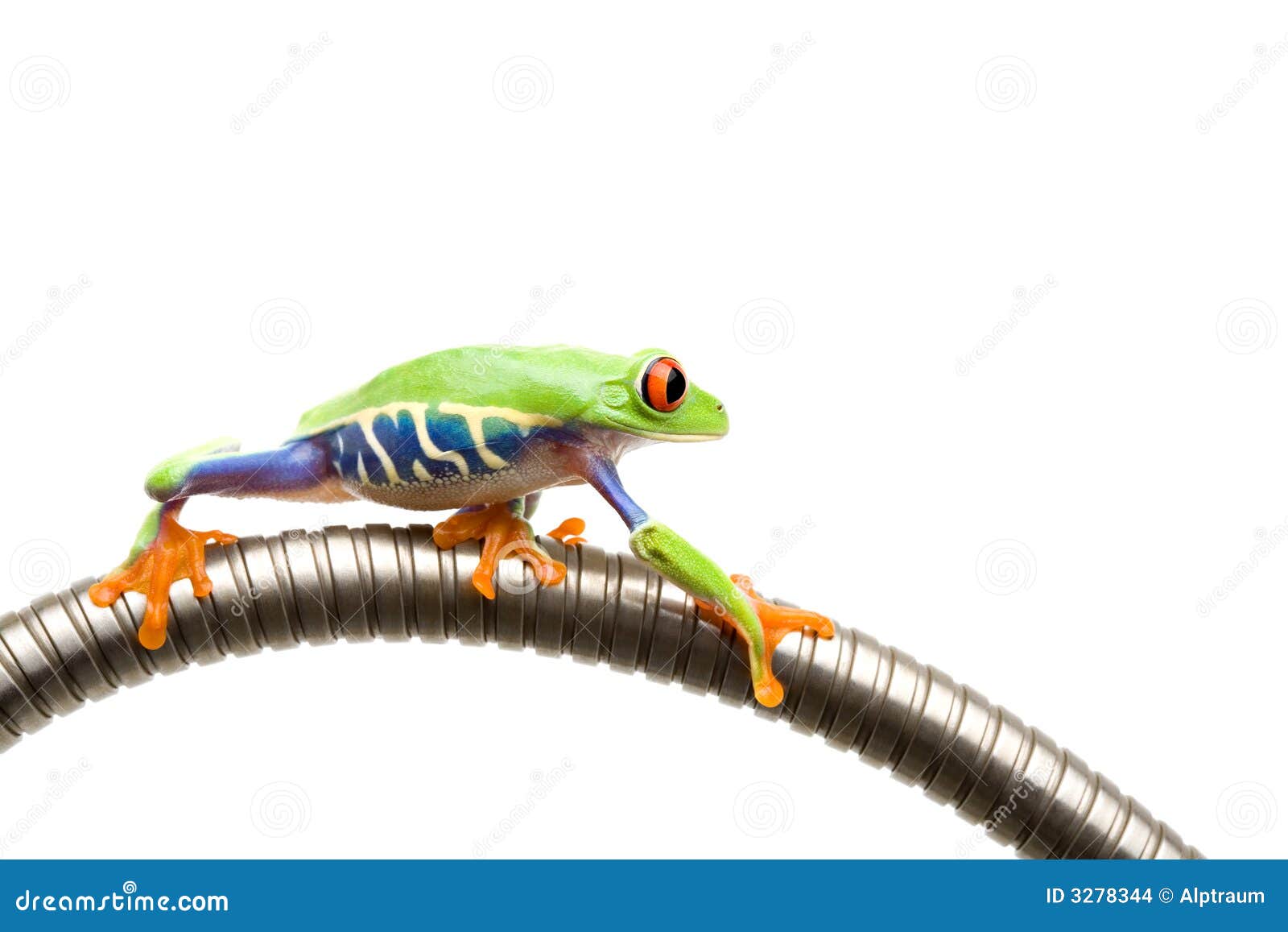 Frog Climbing on Tube Isolated Stock Photo - Image of environment, eyed ...