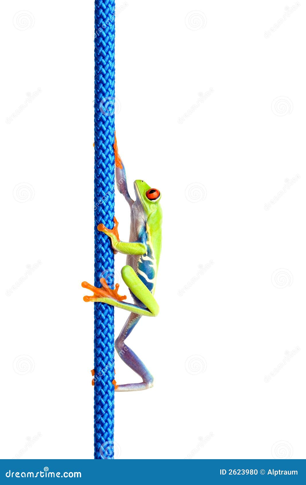 Frog Climbing Up Rope Isolated Stock Photo - Image of holding, gripping ...