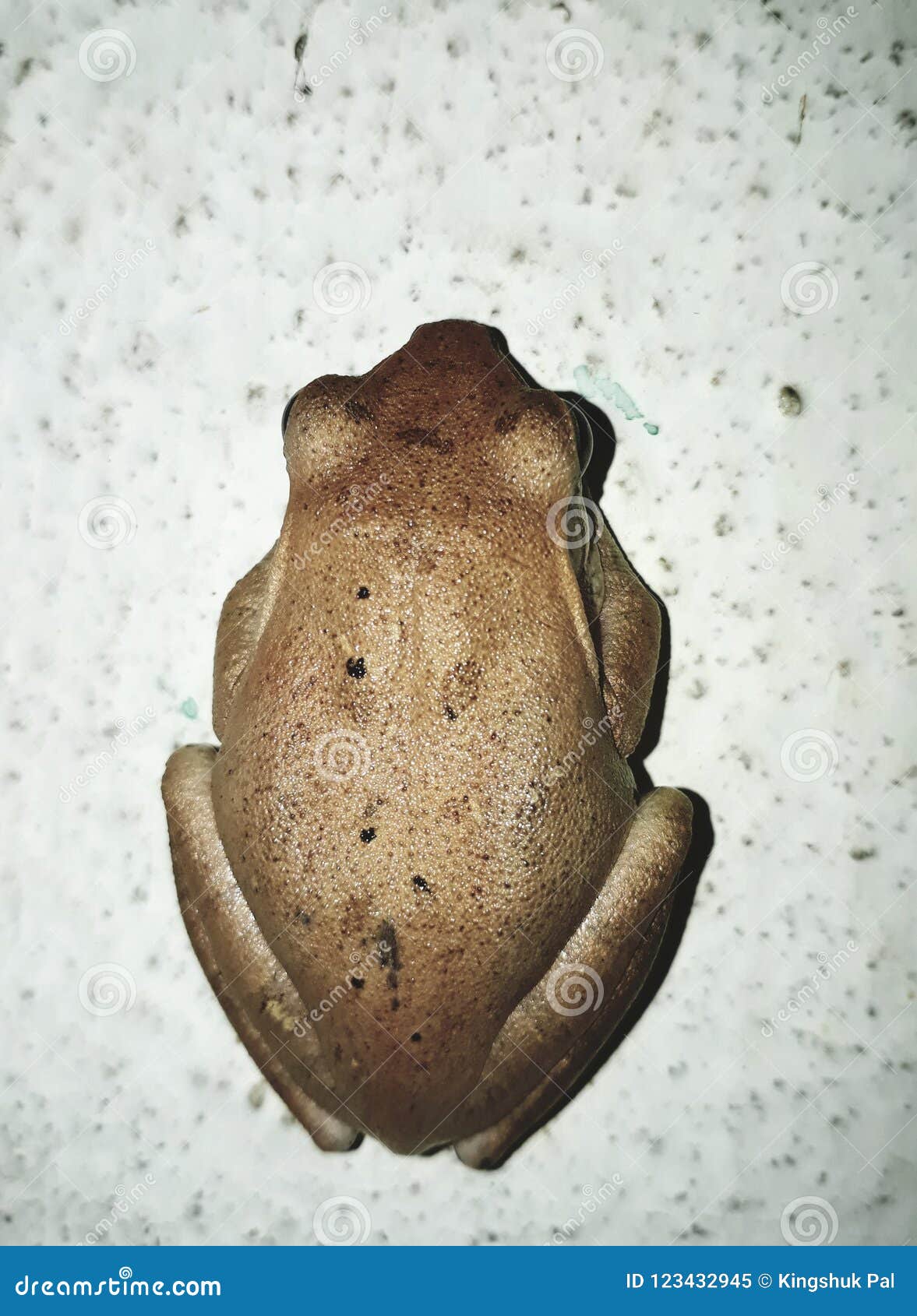 The Jumping Frog stock image. Image of five, wall, colour - 123432945