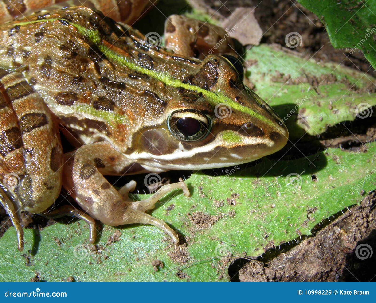 Frog close up stock image. Image of afrana, mottled, river - 10998229