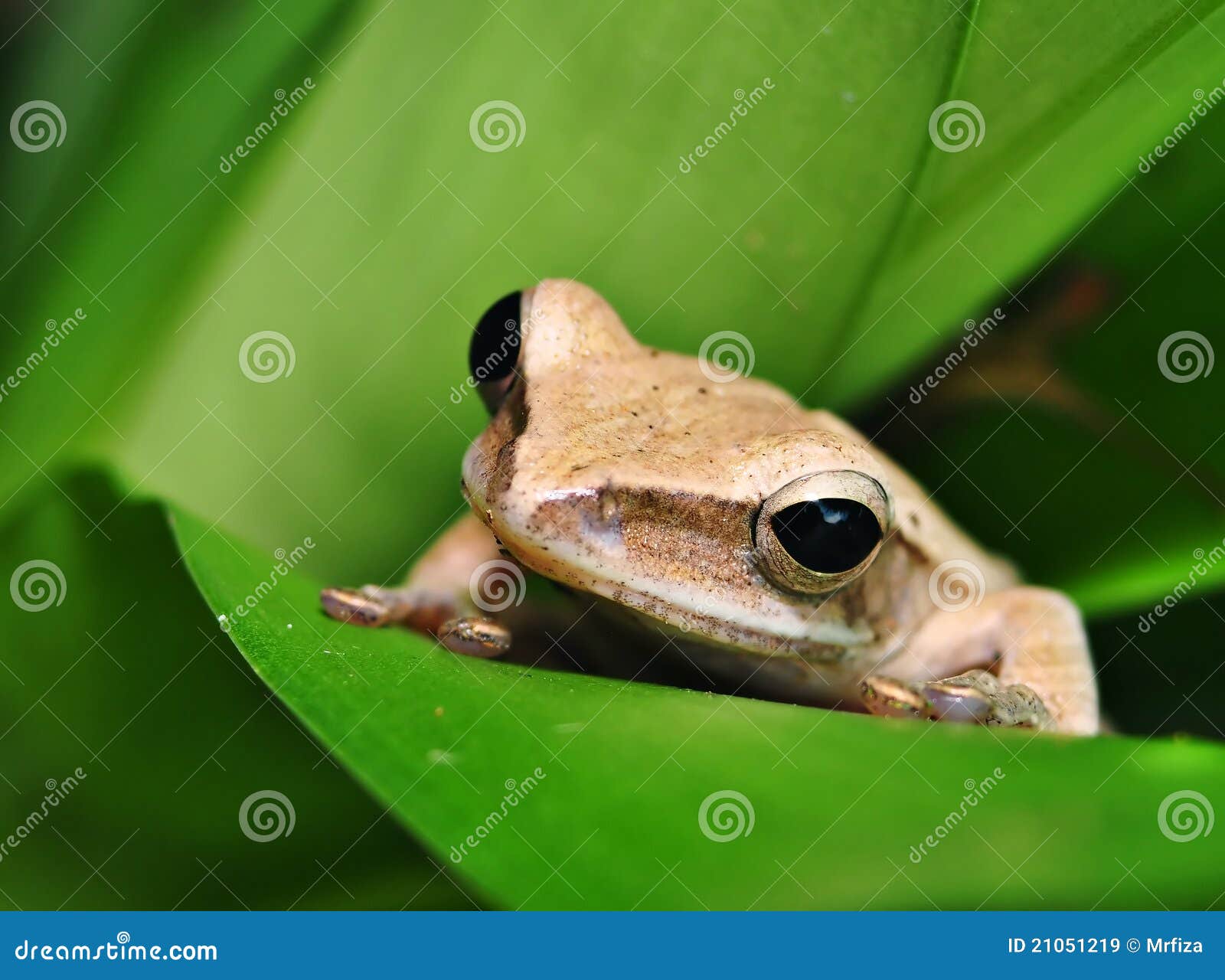 Frog close-up stock image. Image of macro, forest, frog - 21051219