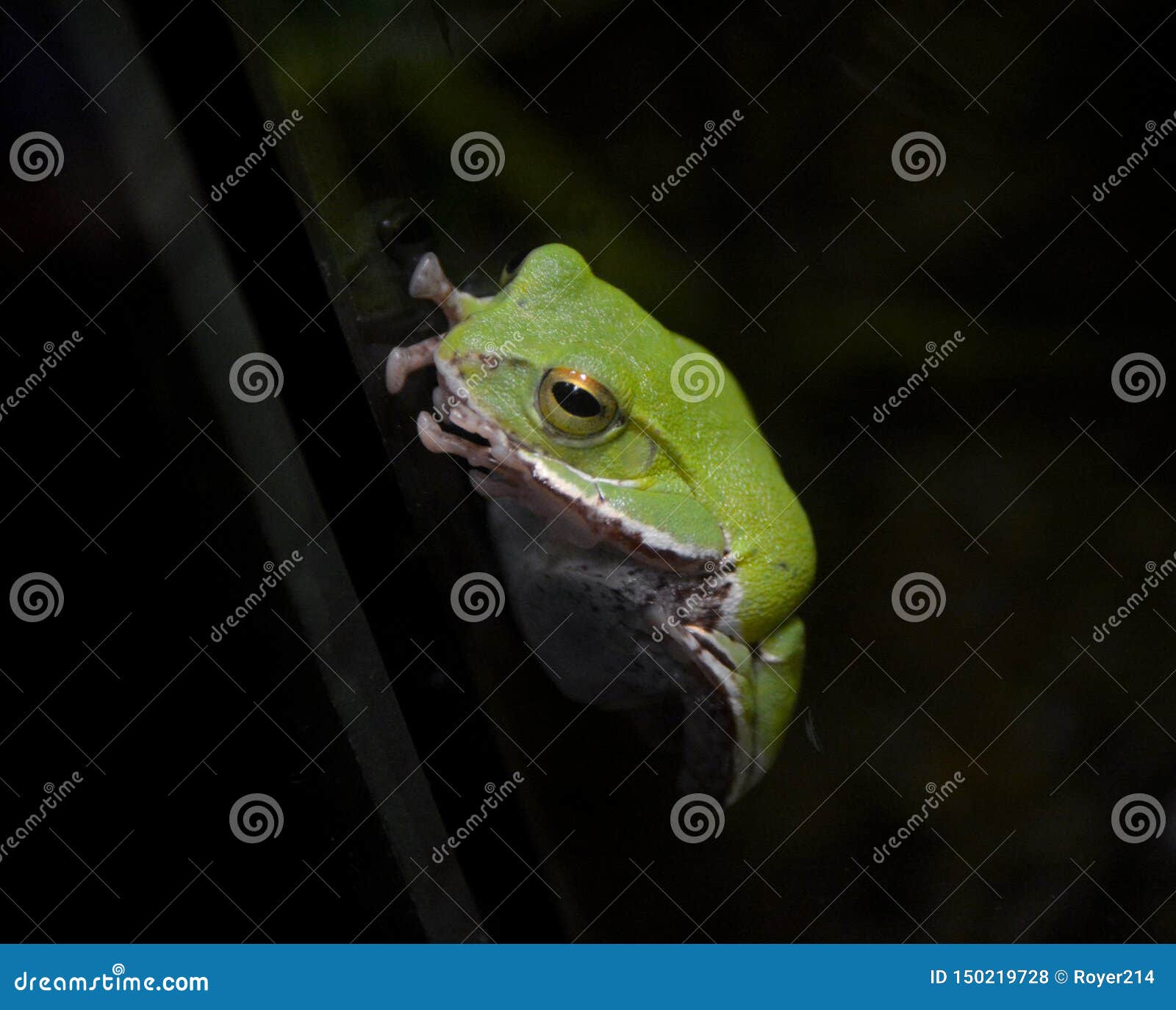 Frog Close-up stock photo. Image of reptile, sitting - 150219728