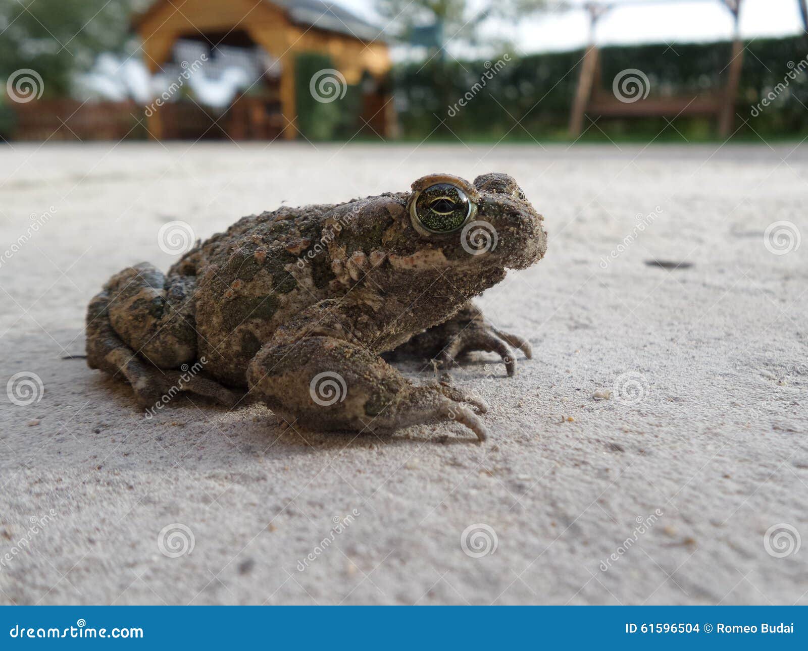 Frog close up stock photo. Image of growth, field, outdoor - 61596504