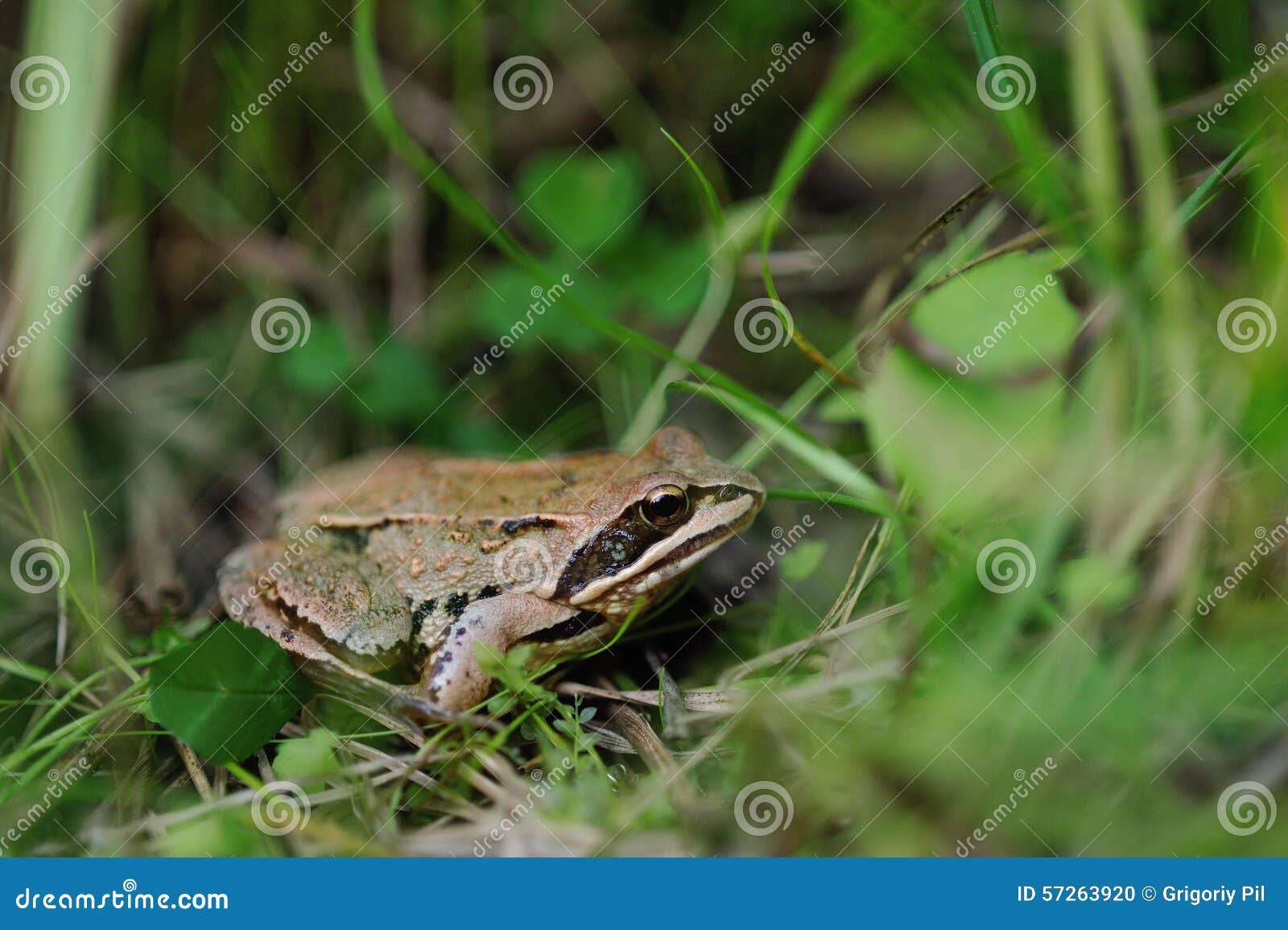 Frog. Close up. stock photo. Image of spring, macro, studio - 57263920