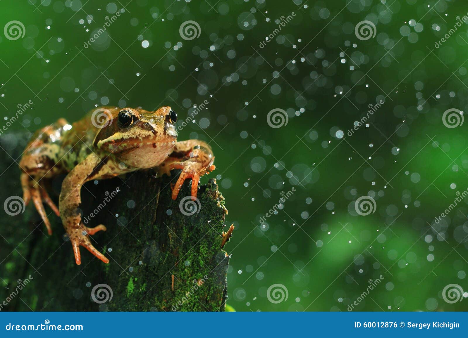 Frog close-up portrait stock photo. Image of macro, moss - 60012876