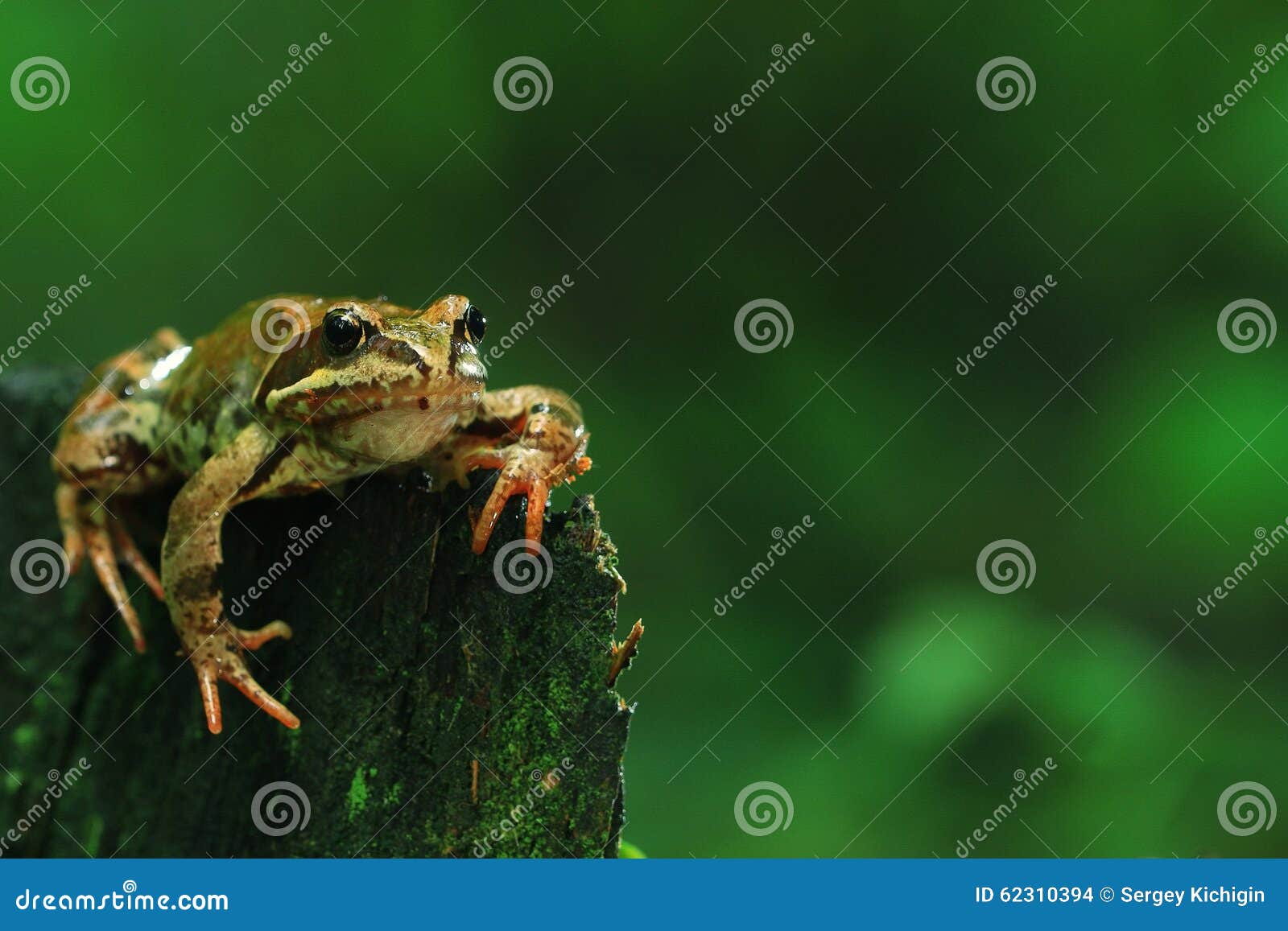 Frog close-up portrait stock photo. Image of close, nature - 62310394