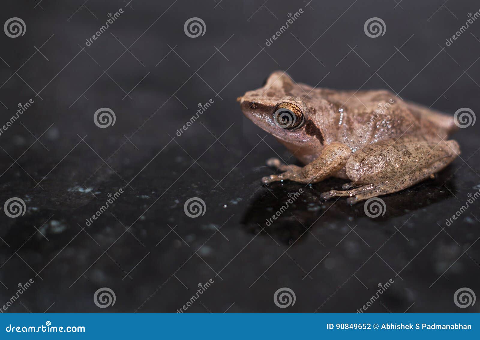 Frog Close Up stock photo. Image of water, amphibian - 90849652