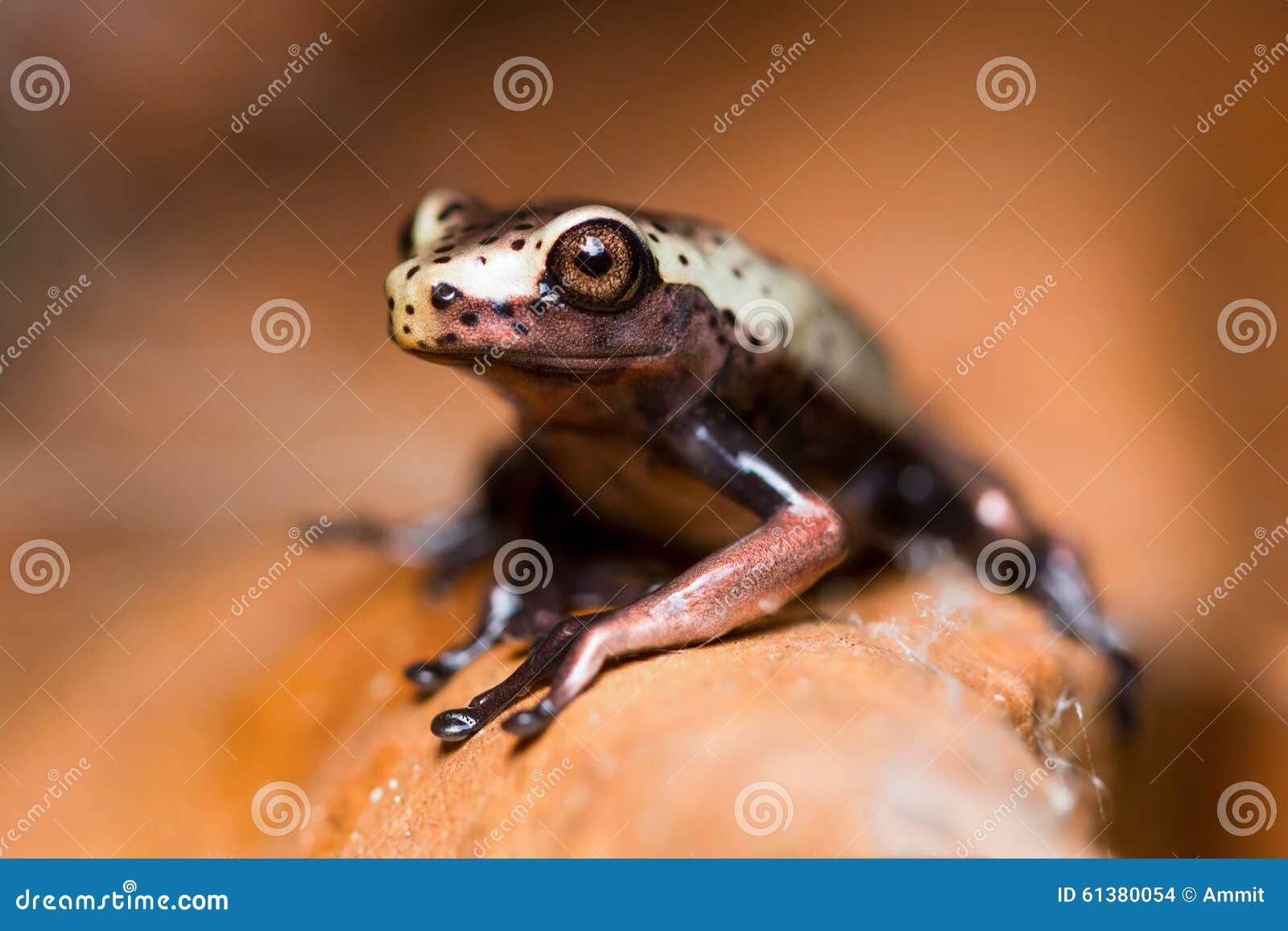 Frog Close Up stock photo. Image of beautiful, ecuador - 61380054