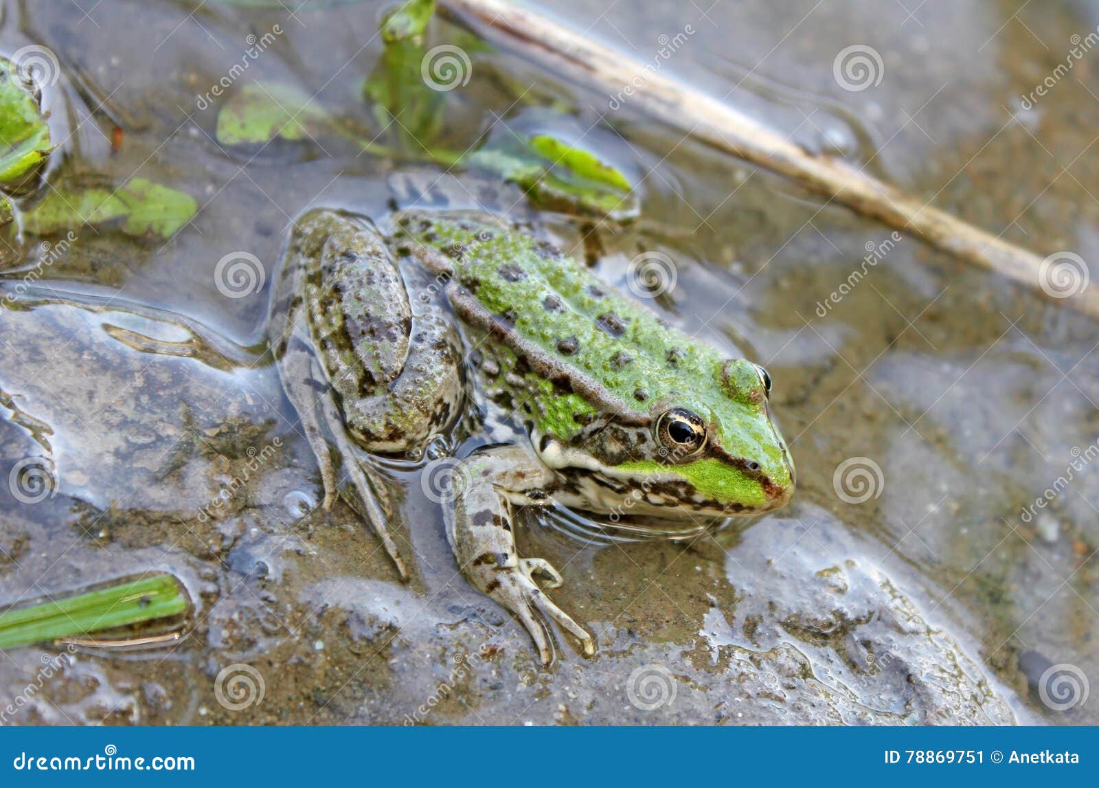 Frog close up stock image. Image of ground, environment - 78869751