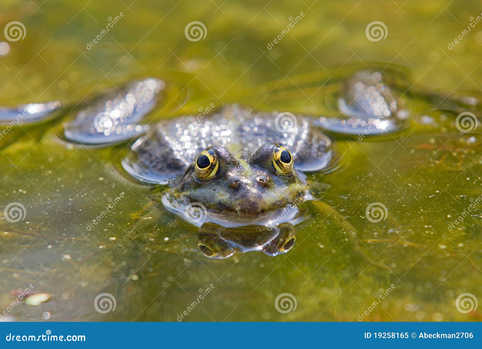 Frog in closeup stock image. Image of rainforest, closeup - 19258165