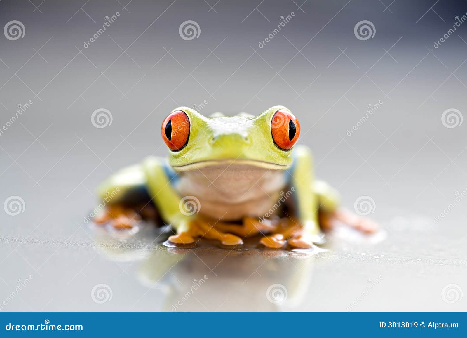 Frog closeup stock image. Image of sitting, close, environmental - 3013019