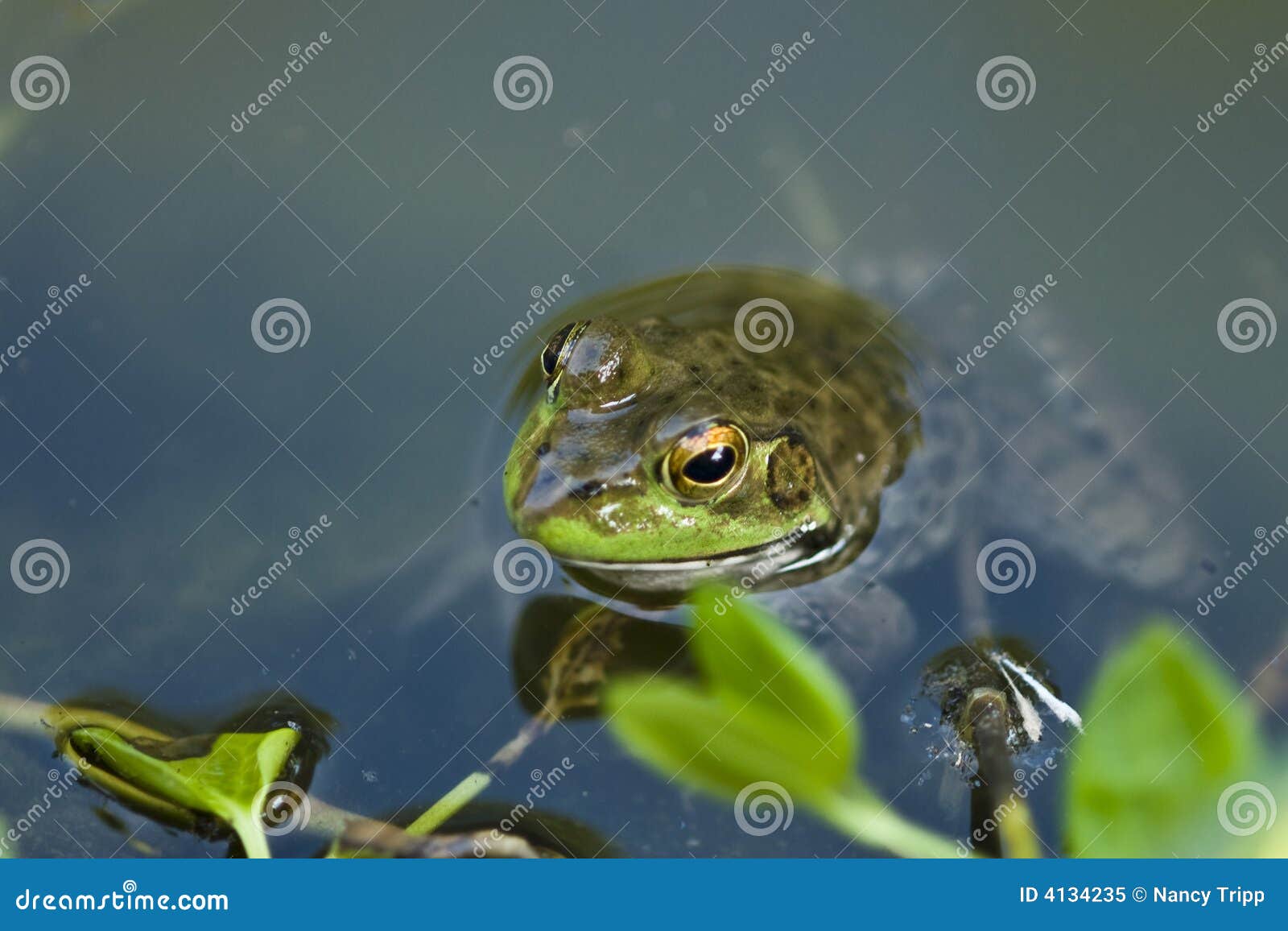 Frog closeup stock image. Image of animal, frog, summer - 4134235