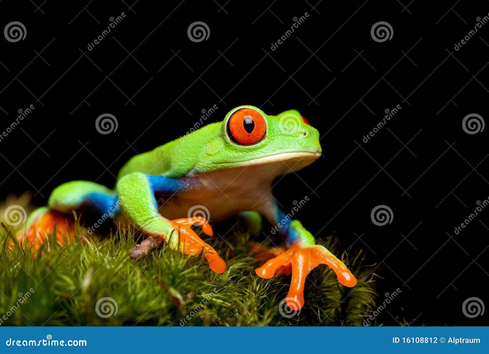 Frog closeup on black stock photo. Image of tree, anticipation - 16108812