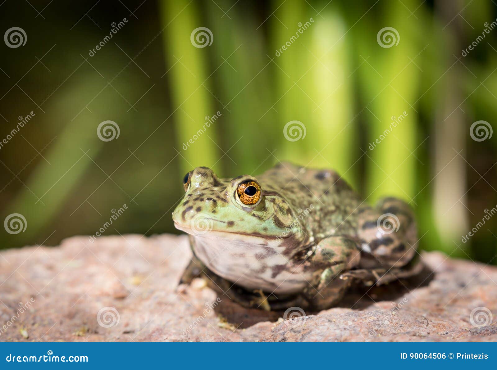 Frog Closeup - Sitting by a Pond Stock Photo - Image of black ...