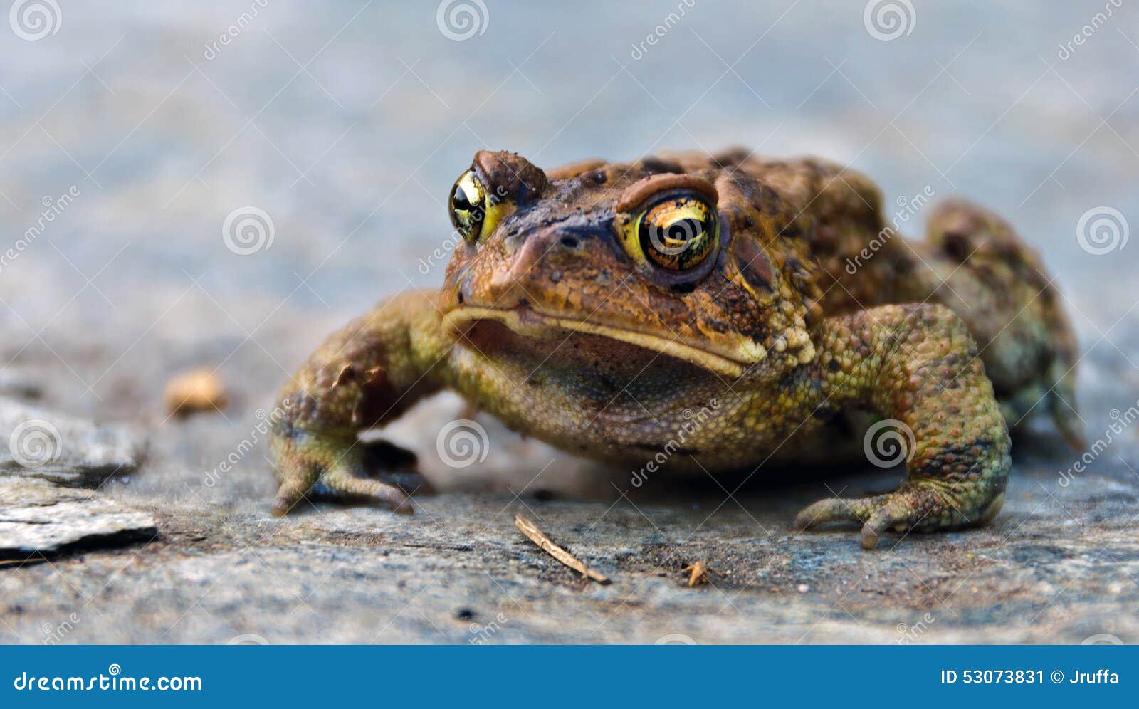 Frog Closeup stock image. Image of frog, water, warts - 53073831