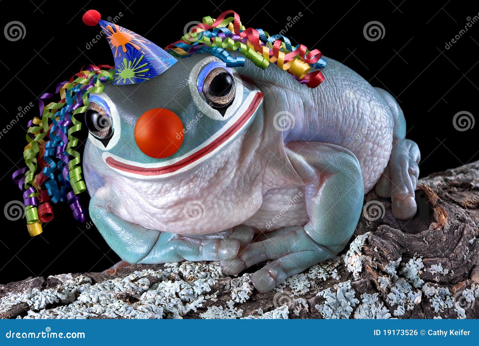 Frog Clown stock photo. Image of animal, frog, clown - 19173526